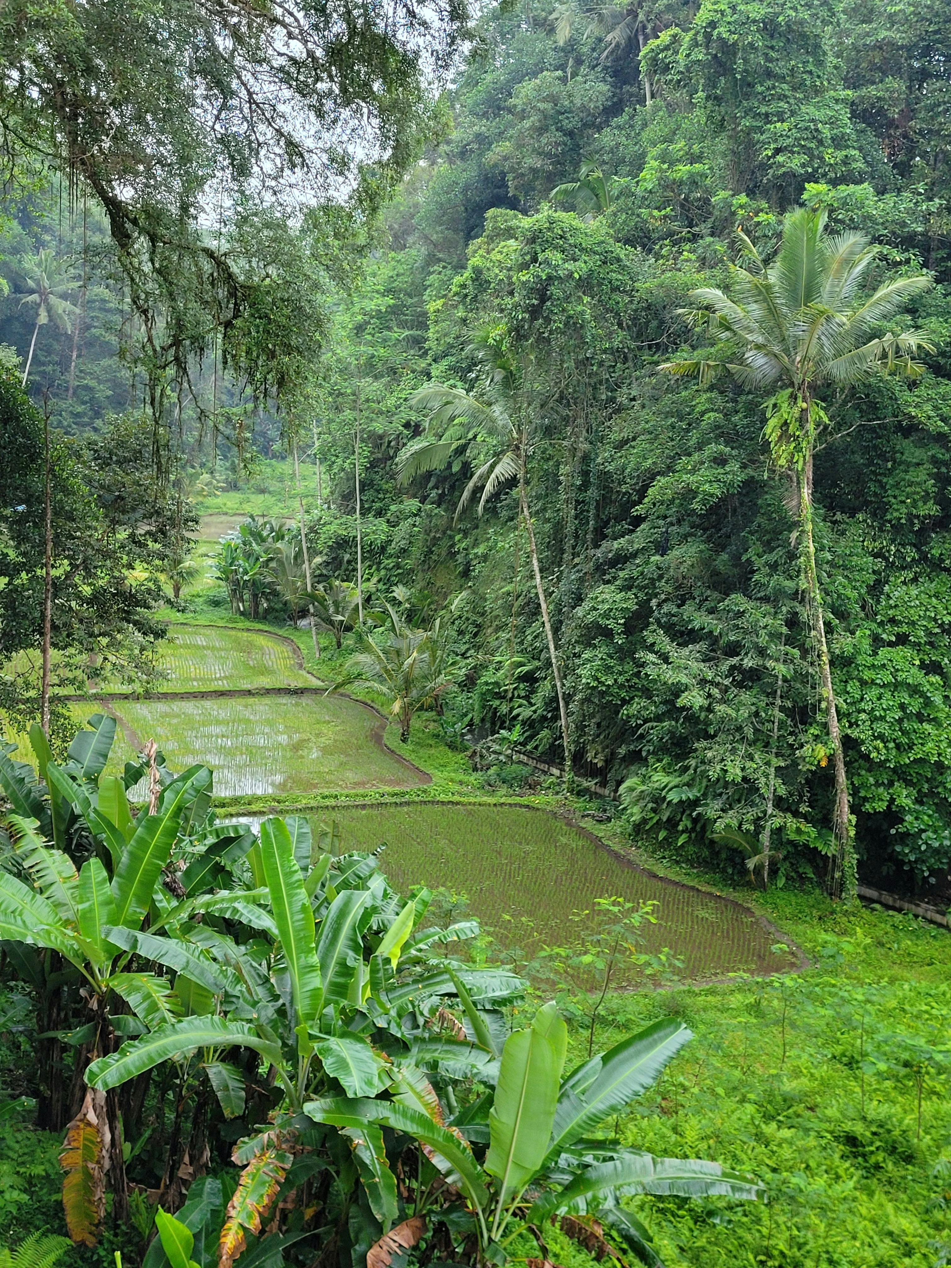 Lush Tropical Rice Terraces Landscape · Free Stock Photo