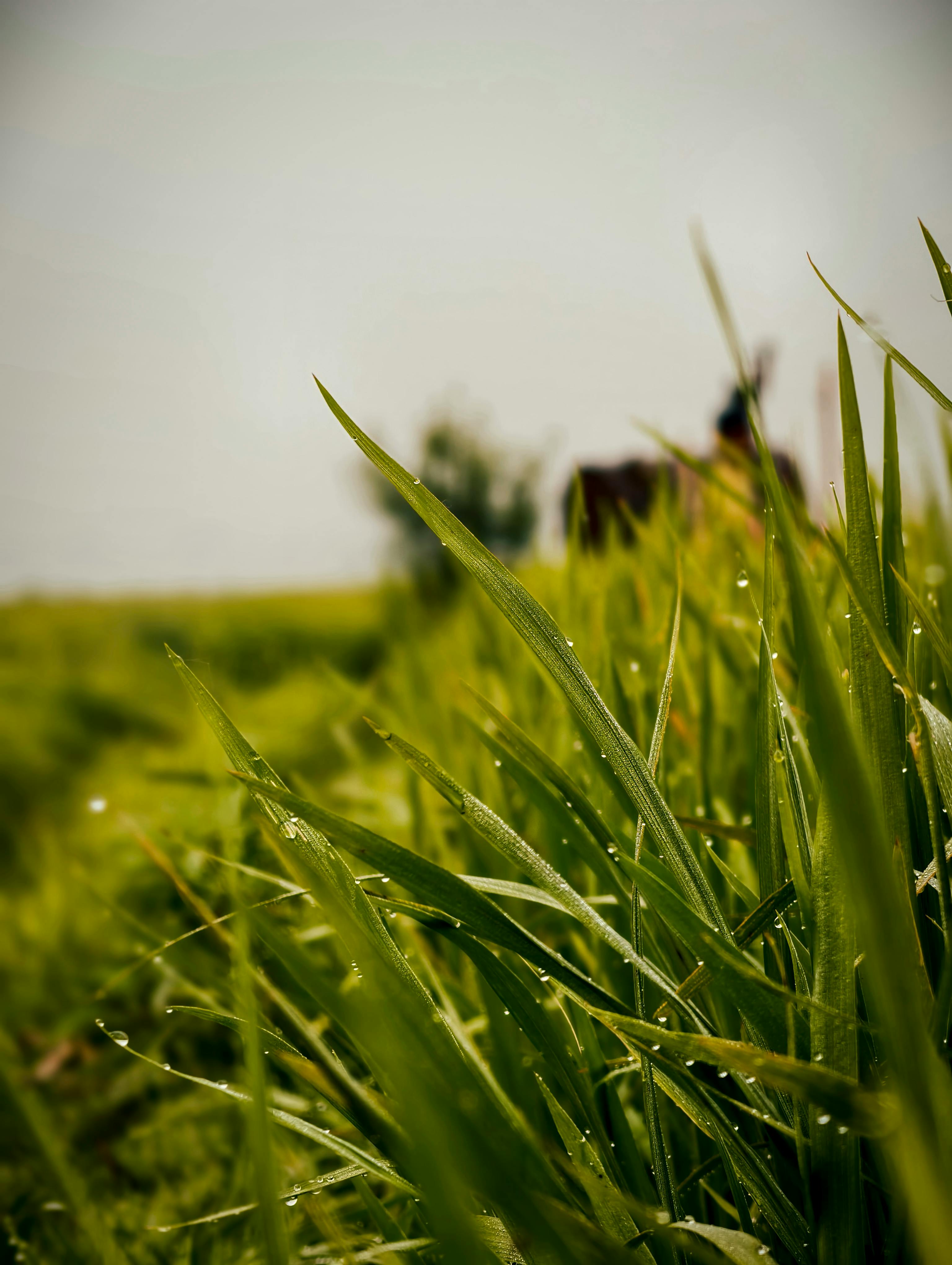 Sun And Rain Split Background Photos, Download The BEST Free Sun And ...