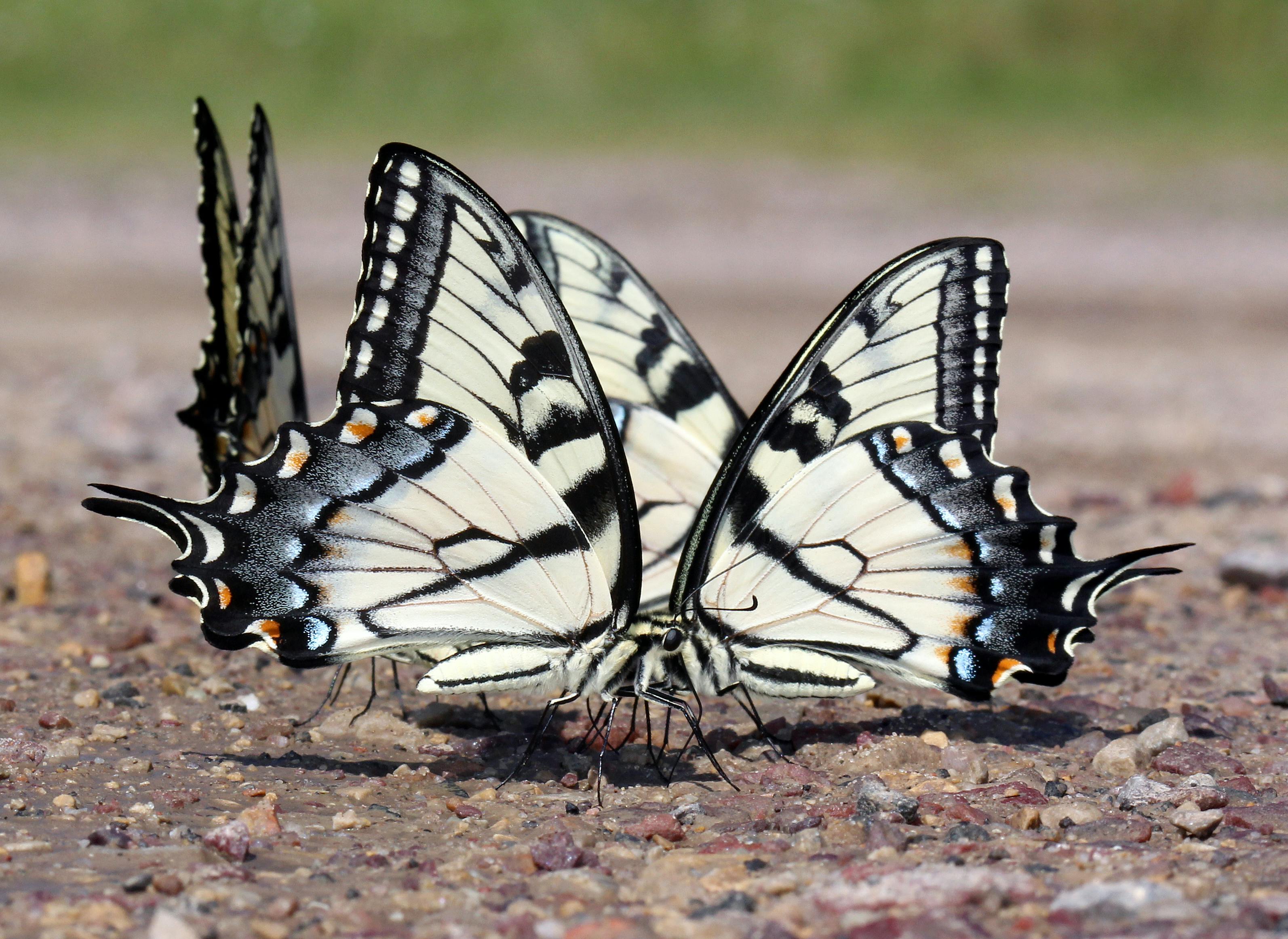 Invertebrates Photos, Download The BEST Free Invertebrates Stock Photos ...