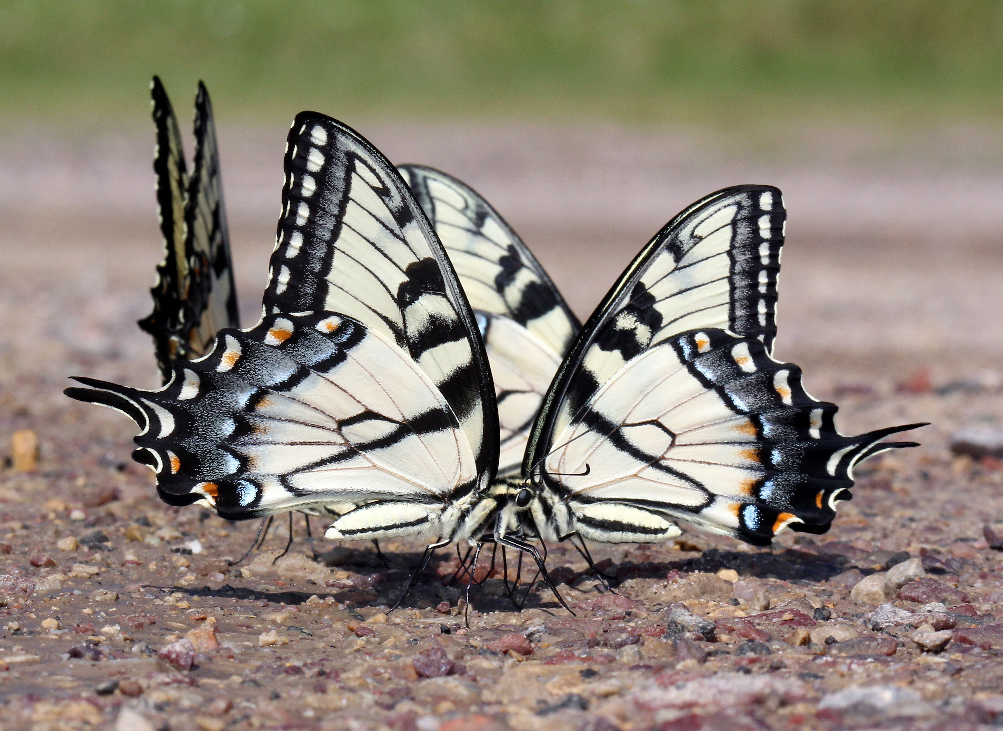 Close-up of Eastern Tiger Swallowtail Butterflies · Free Stock Photo