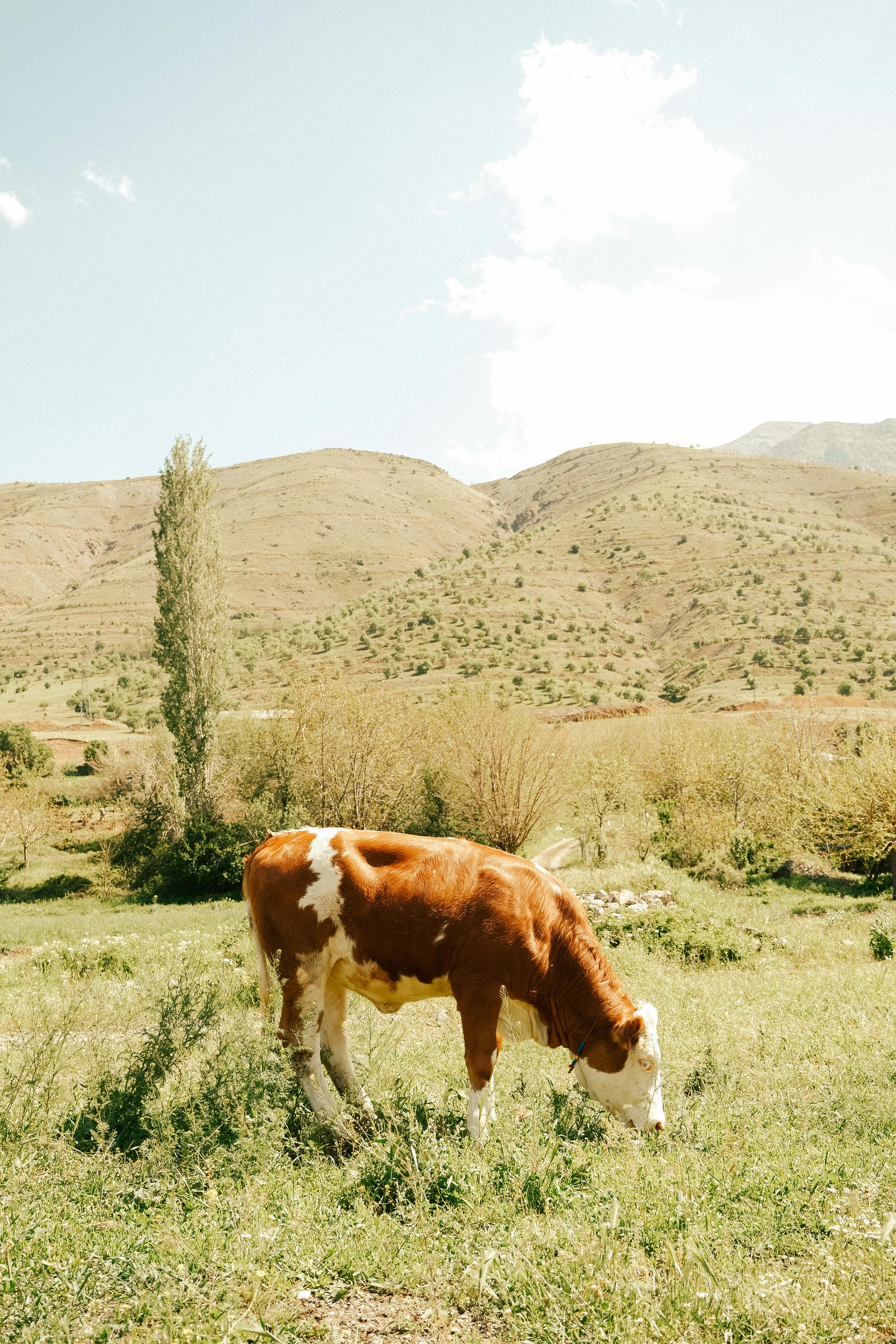 Peaceful Grazing Cows in Misty Mountain Landscape · Free Stock Photo