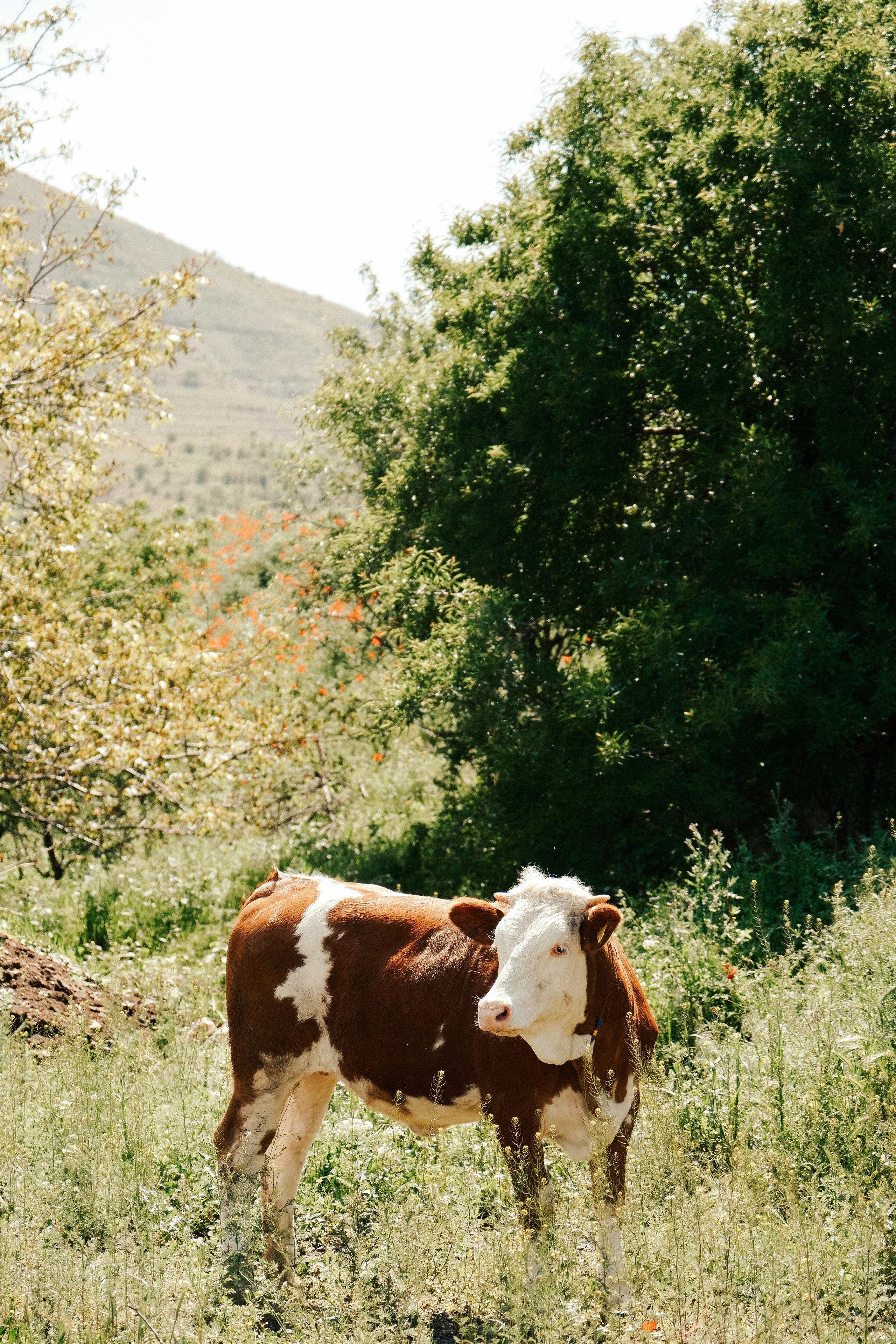 Cows Grazing in Mountainous Meadow Landscape · Free Stock Photo
