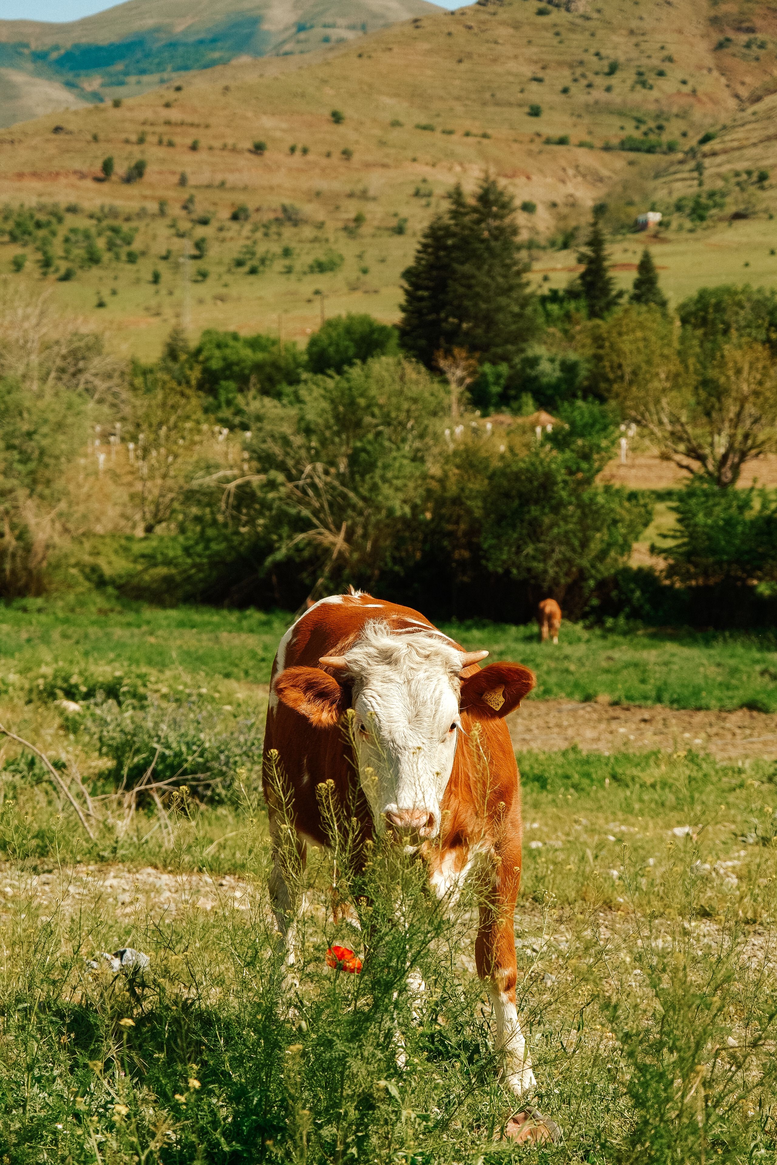 Cartoon Cow Photos, Download The BEST Free Cartoon Cow Stock Photos ...