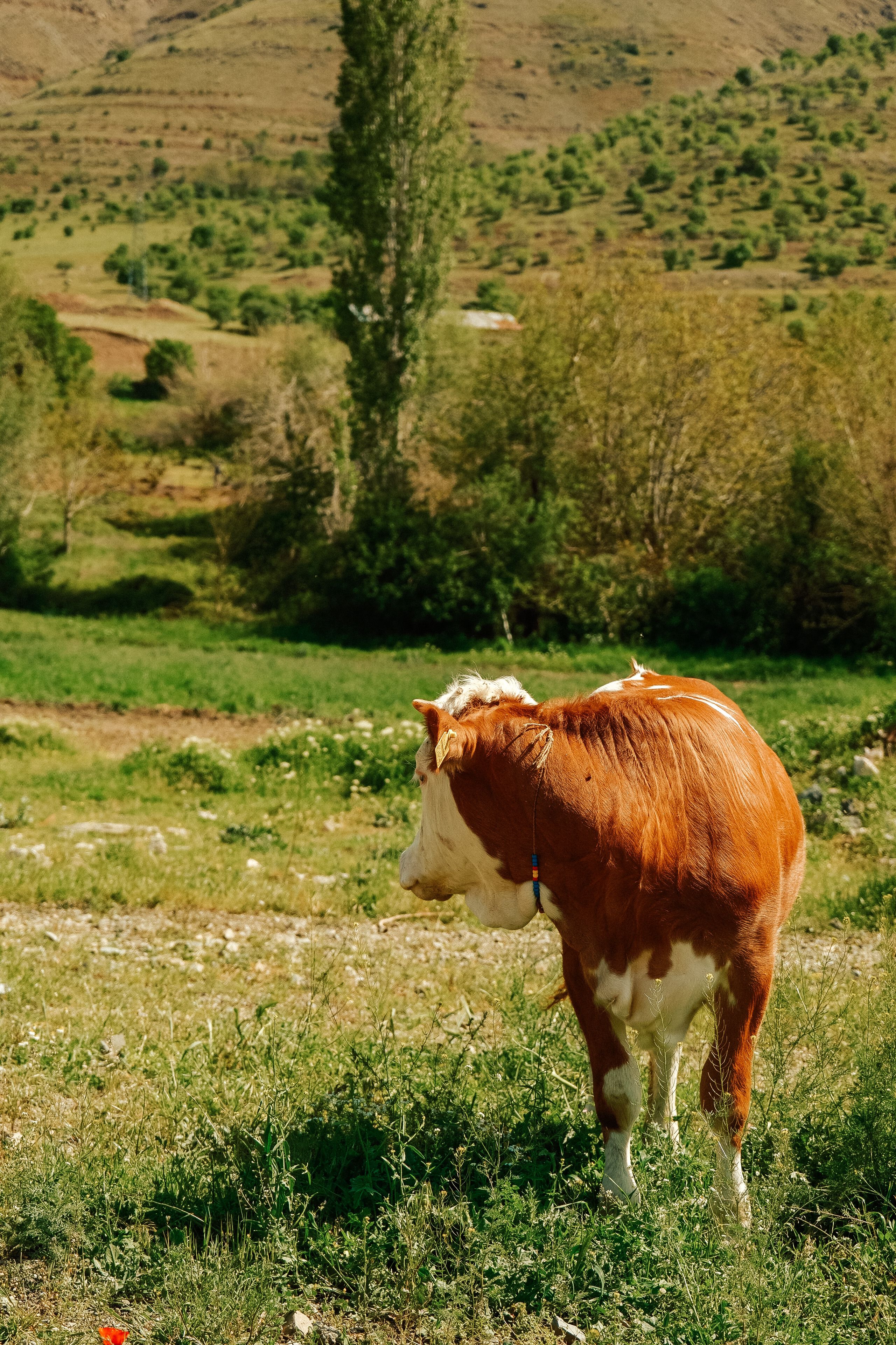 Brown Cow Grazing in Lush Countryside Landscape · Free Stock Photo