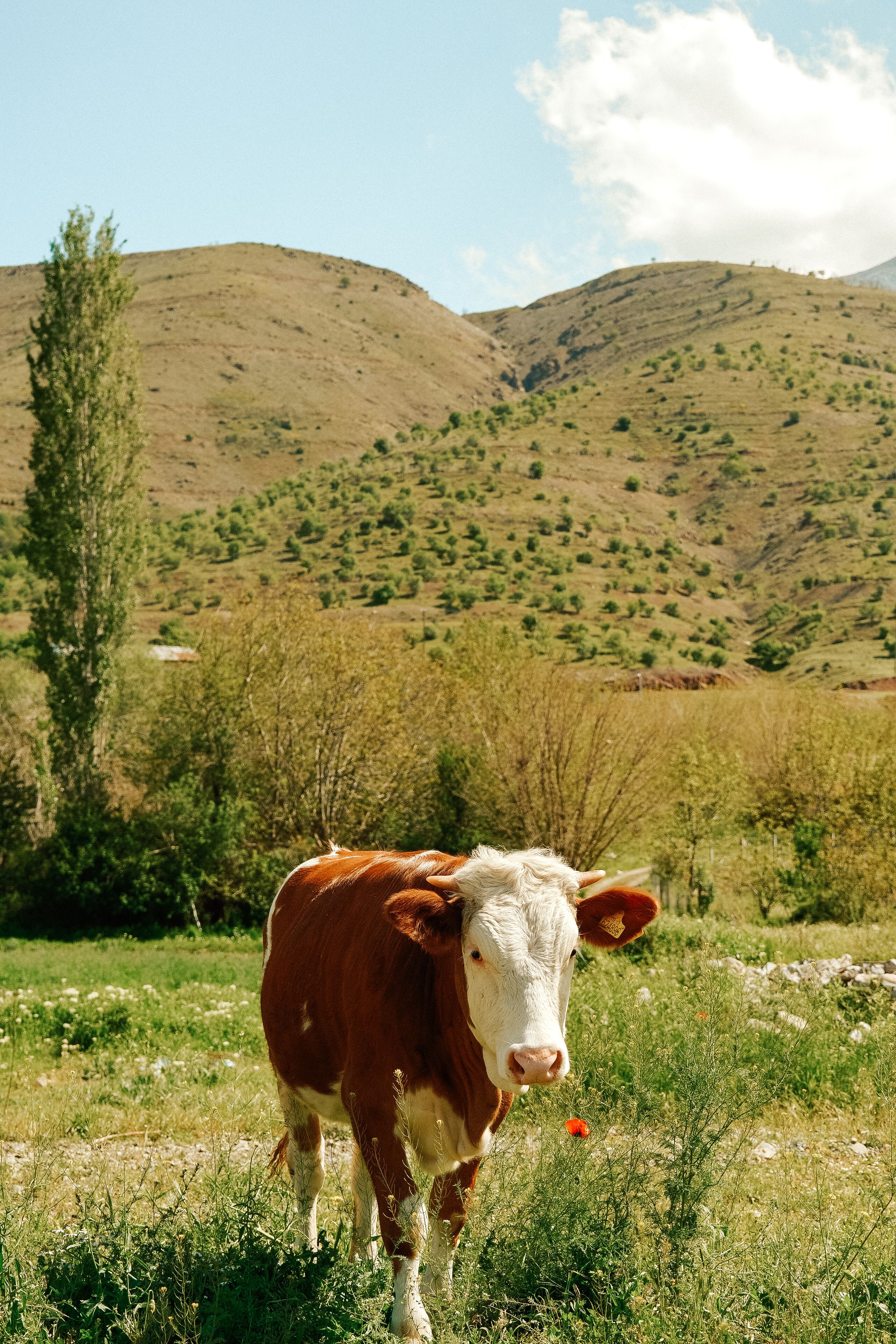 Cartoon Cow Photos, Download The BEST Free Cartoon Cow Stock Photos ...