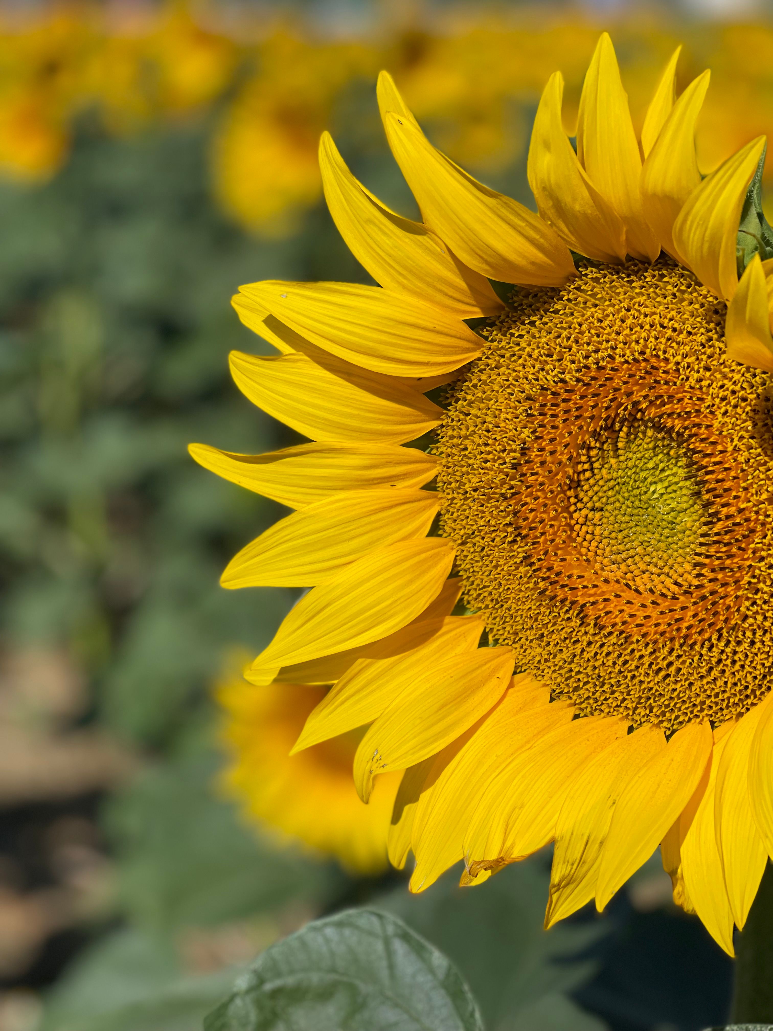 Vibrant Sunflower Field in Istanbul, Turkey · Free Stock Photo