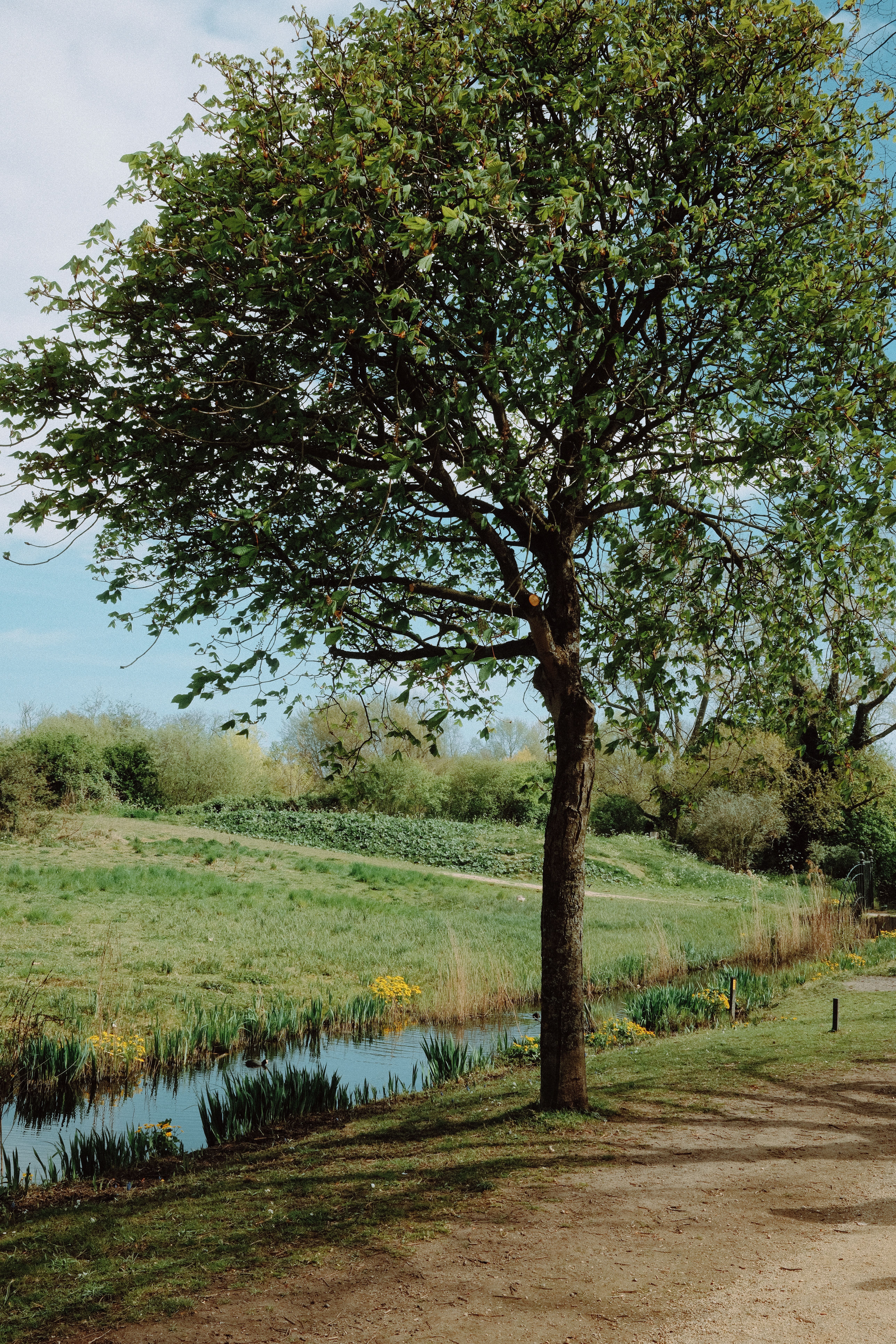 Tranquil Tree by Pond in Amsterdam Park · Free Stock Photo
