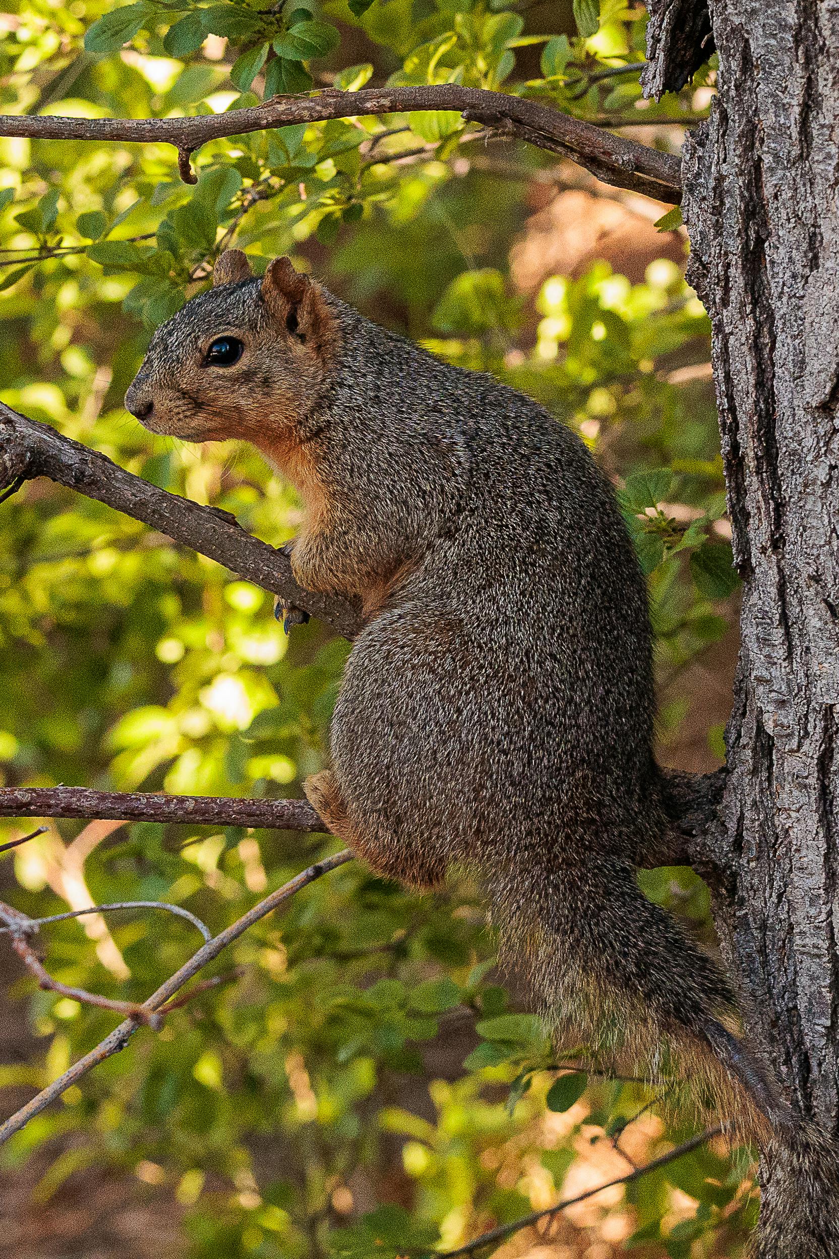 Trojan Squirrel Terraria Photos, Download The BEST Free Trojan Squirrel ...