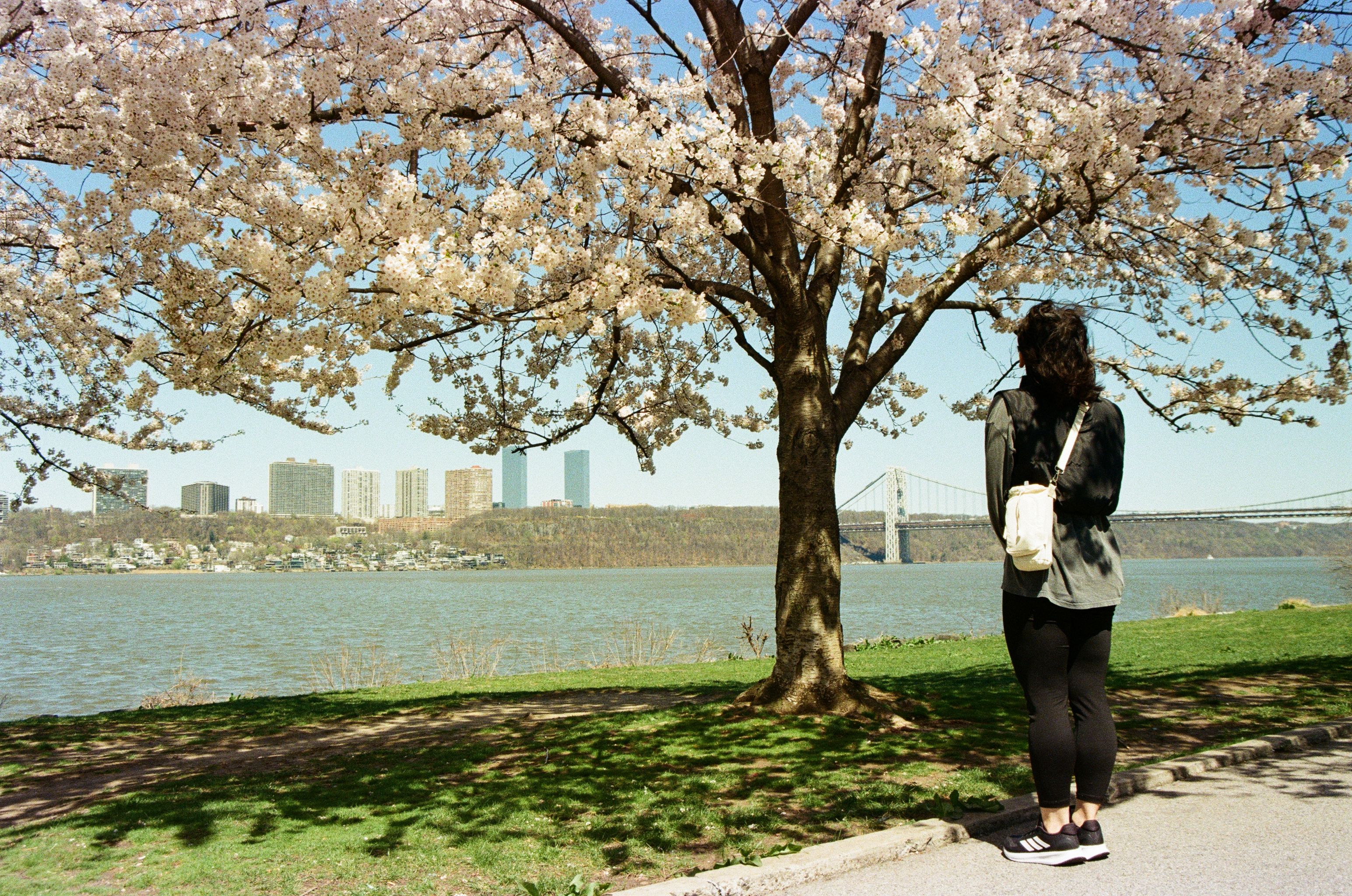 Scenic Riverside View with Cherry Blossom Tree · Free Stock Photo