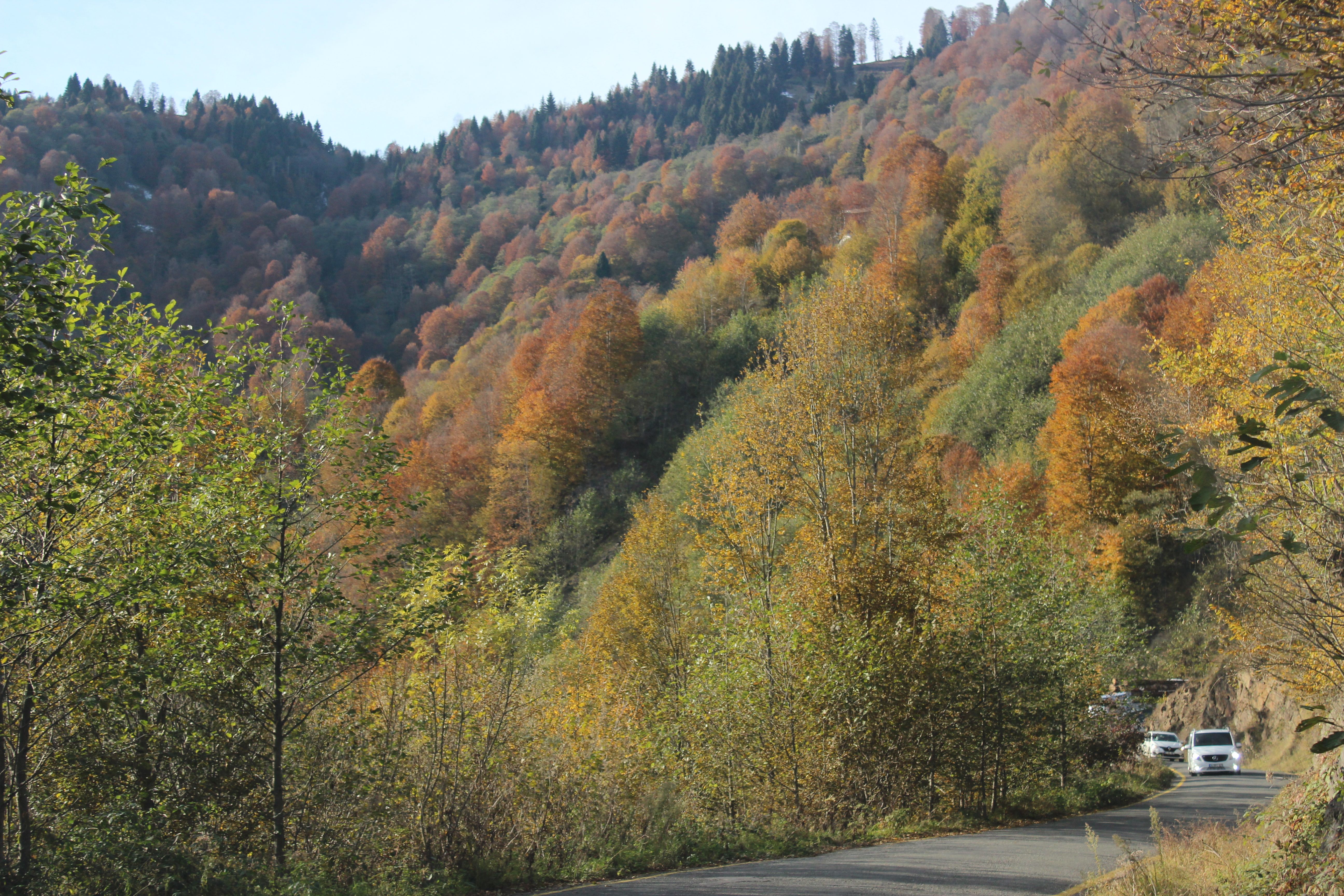 Scenic Autumn Drive Through Vibrant Forest · Free Stock Photo
