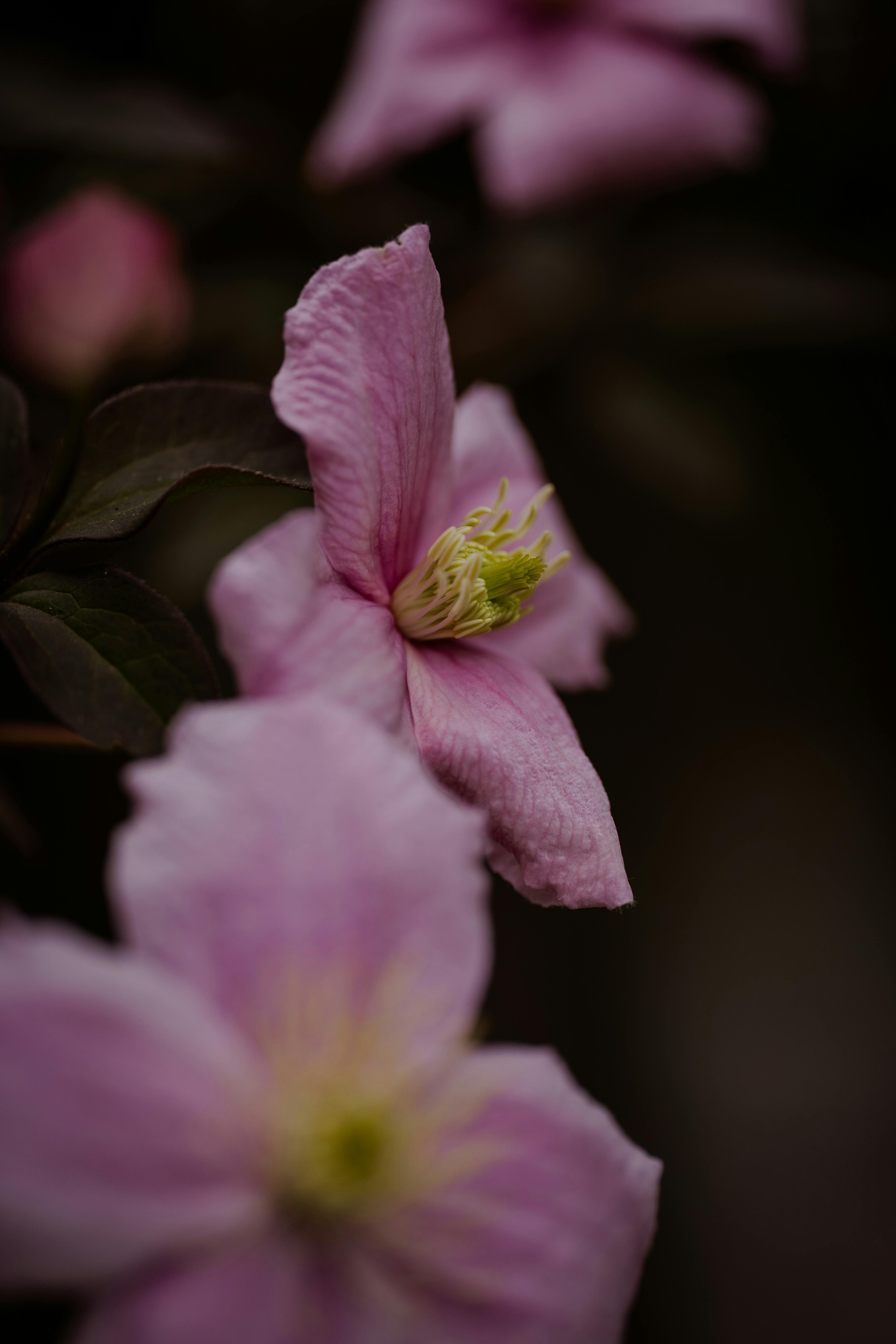 Moody Pink Clematis Flower Close-Up · Free Stock Photo