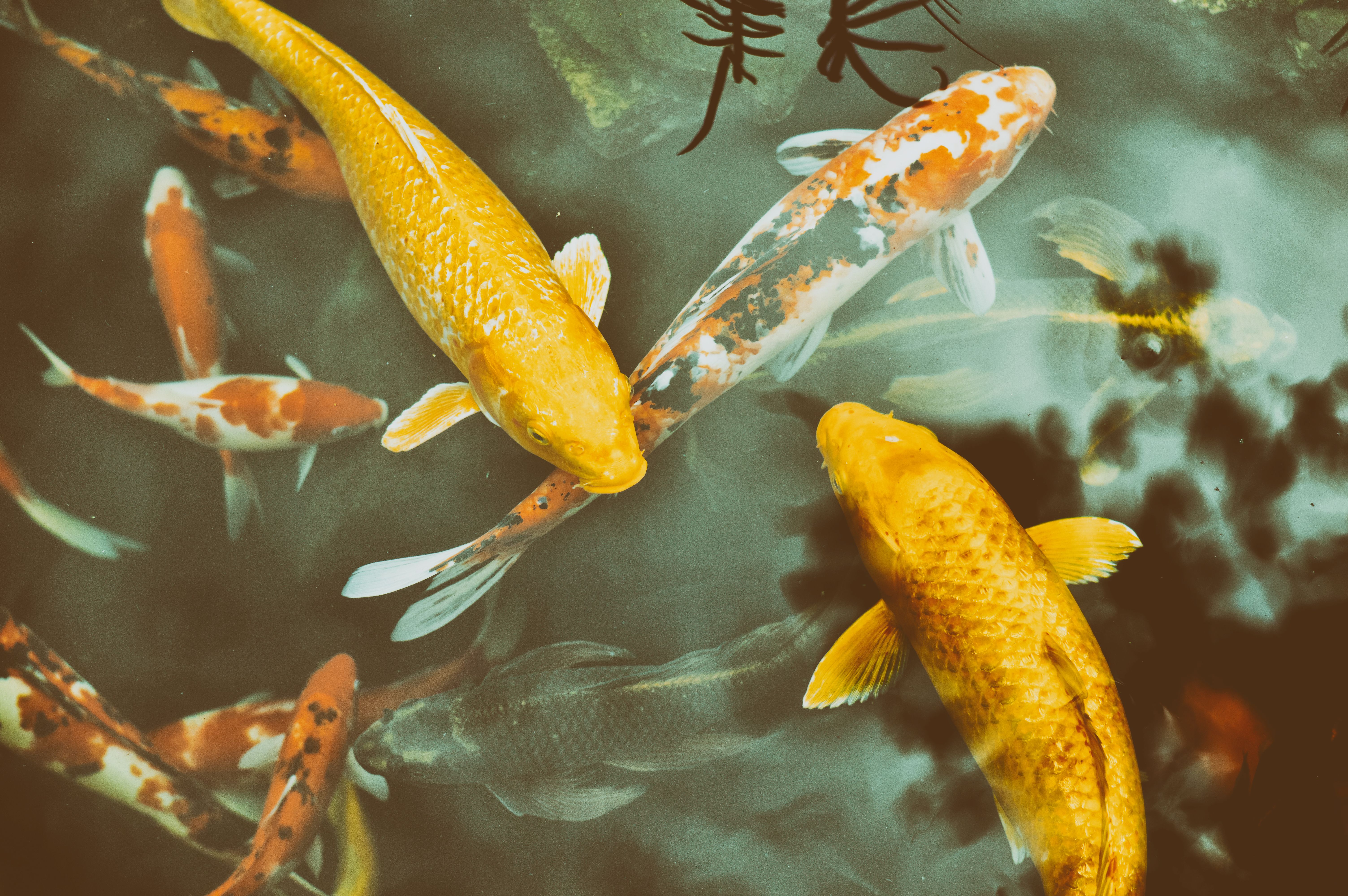 Koi Fish Photos, Download The BEST Free Koi Fish Stock Photos & HD Images