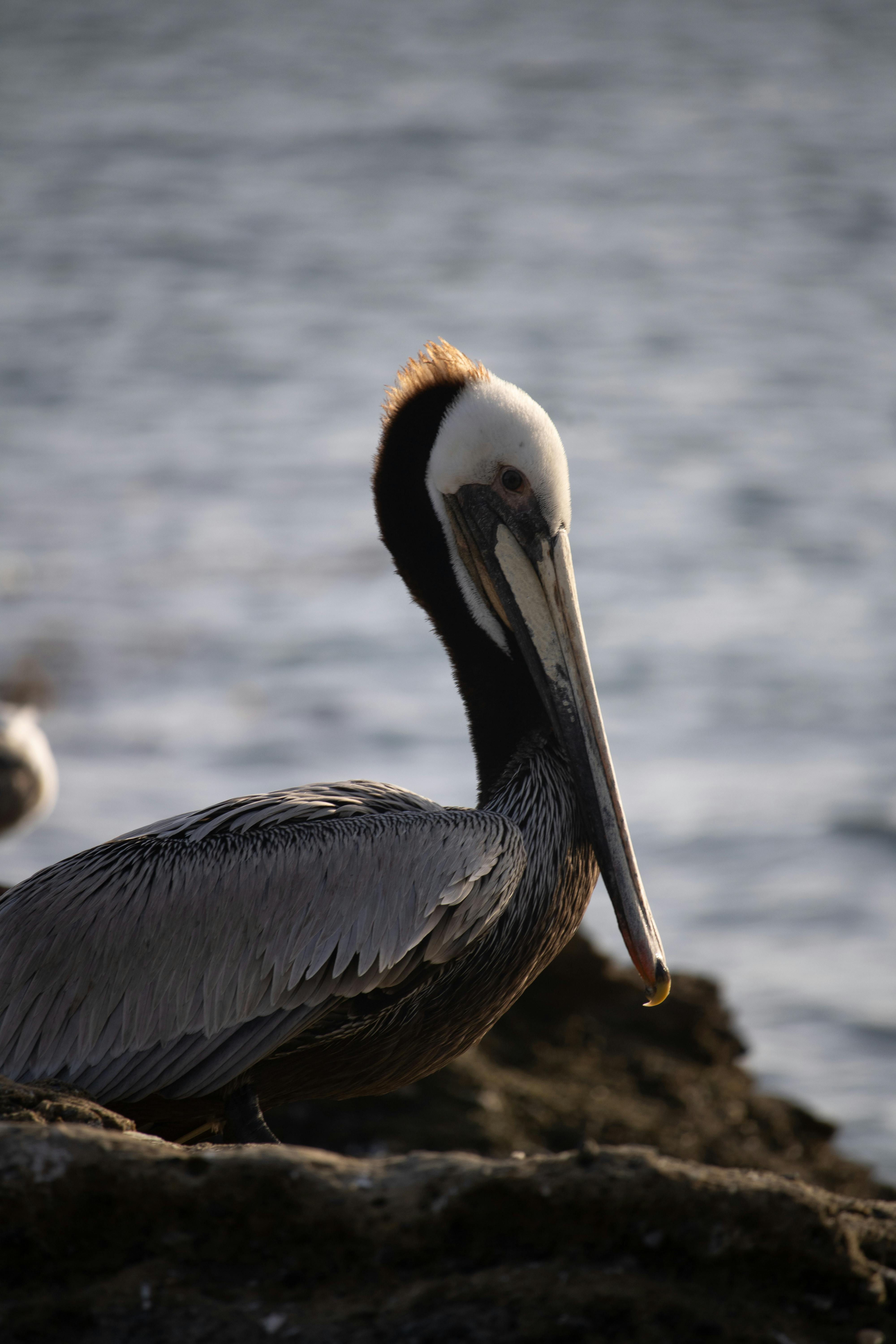 Sea Bird Photos, Download The BEST Free Sea Bird Stock Photos & HD Images