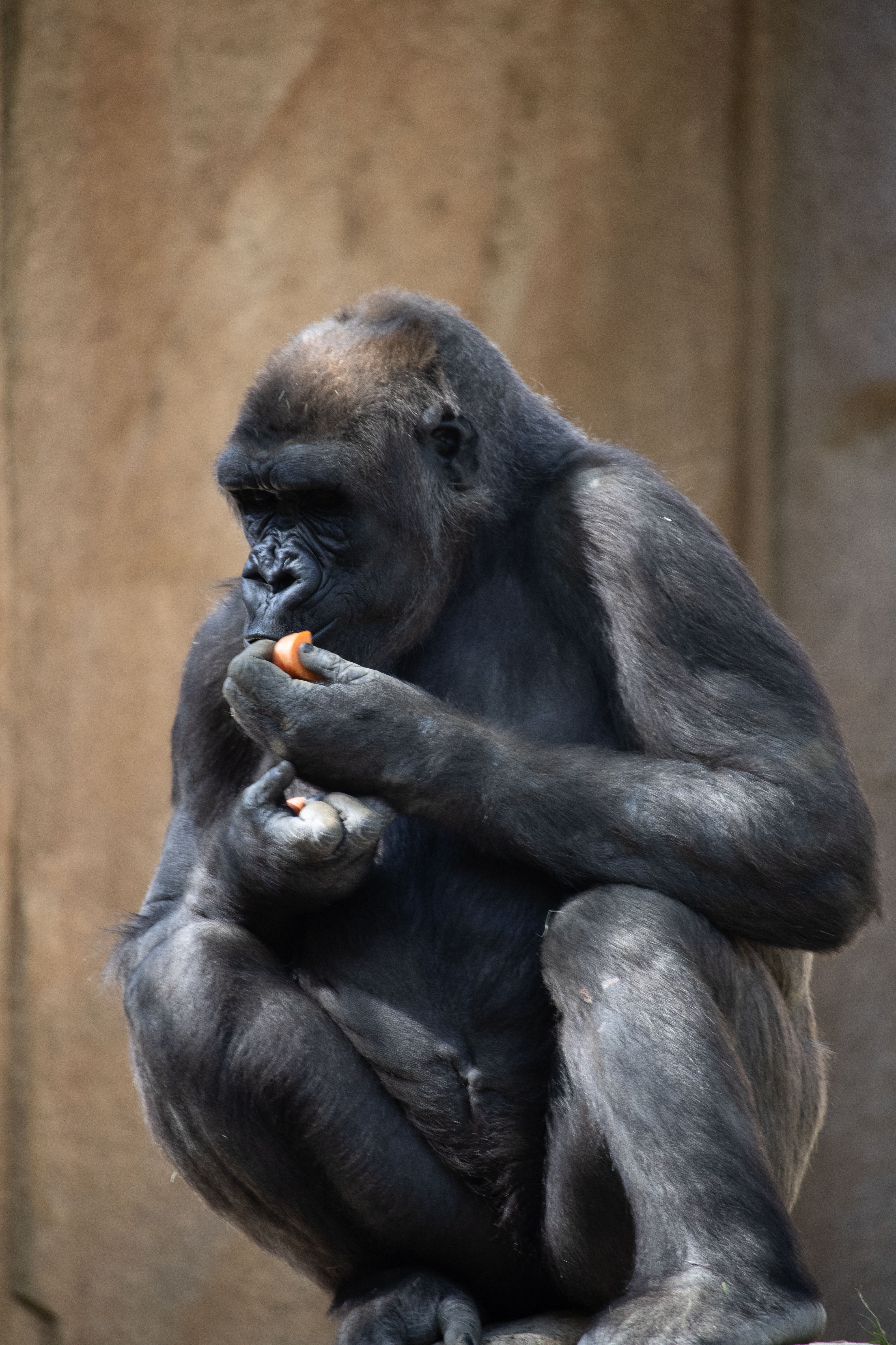 Ape Tasks Photos, Download The BEST Free Ape Tasks Stock Photos & HD Images