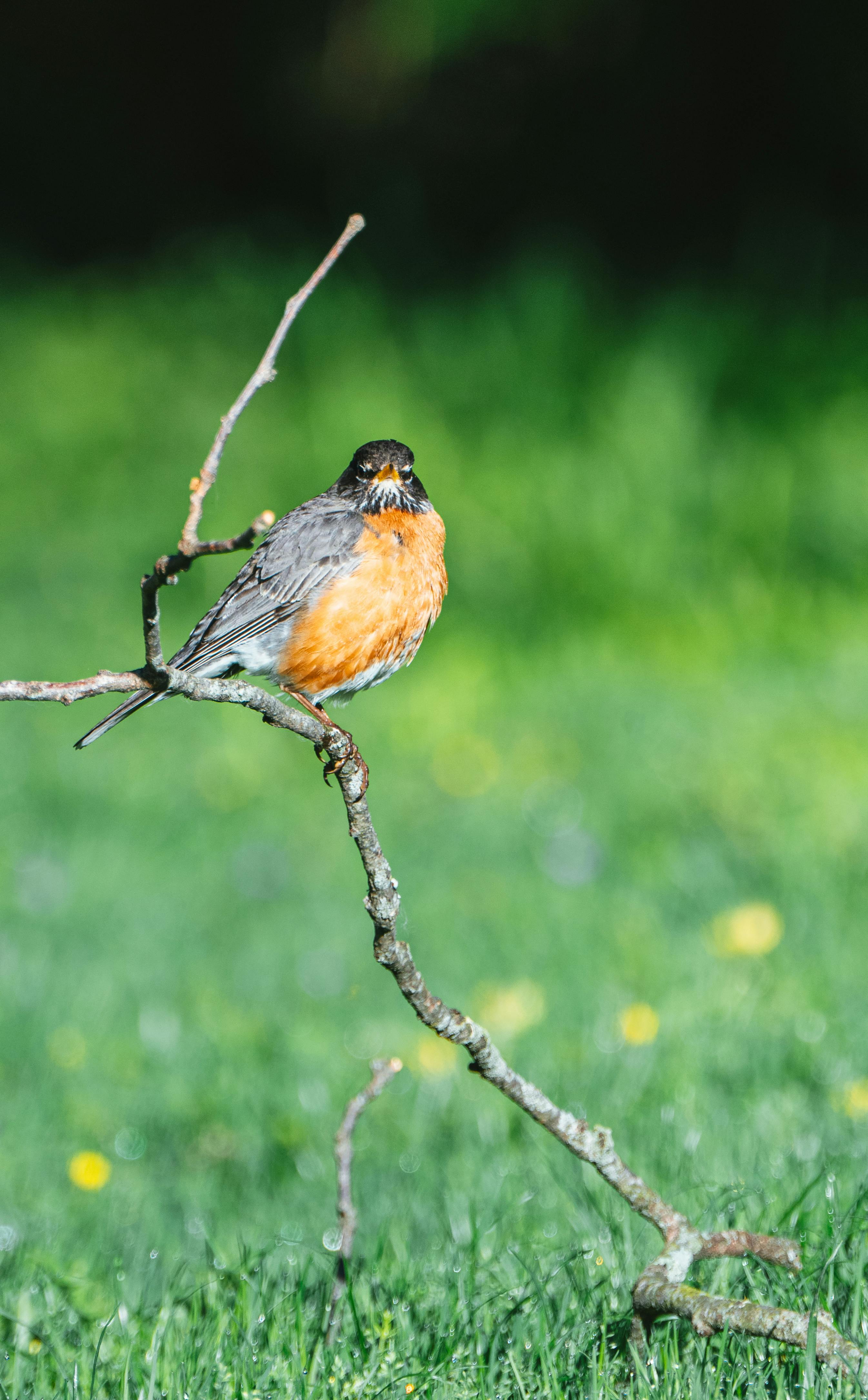 American Robin on a Branch in Springtime · Free Stock Photo