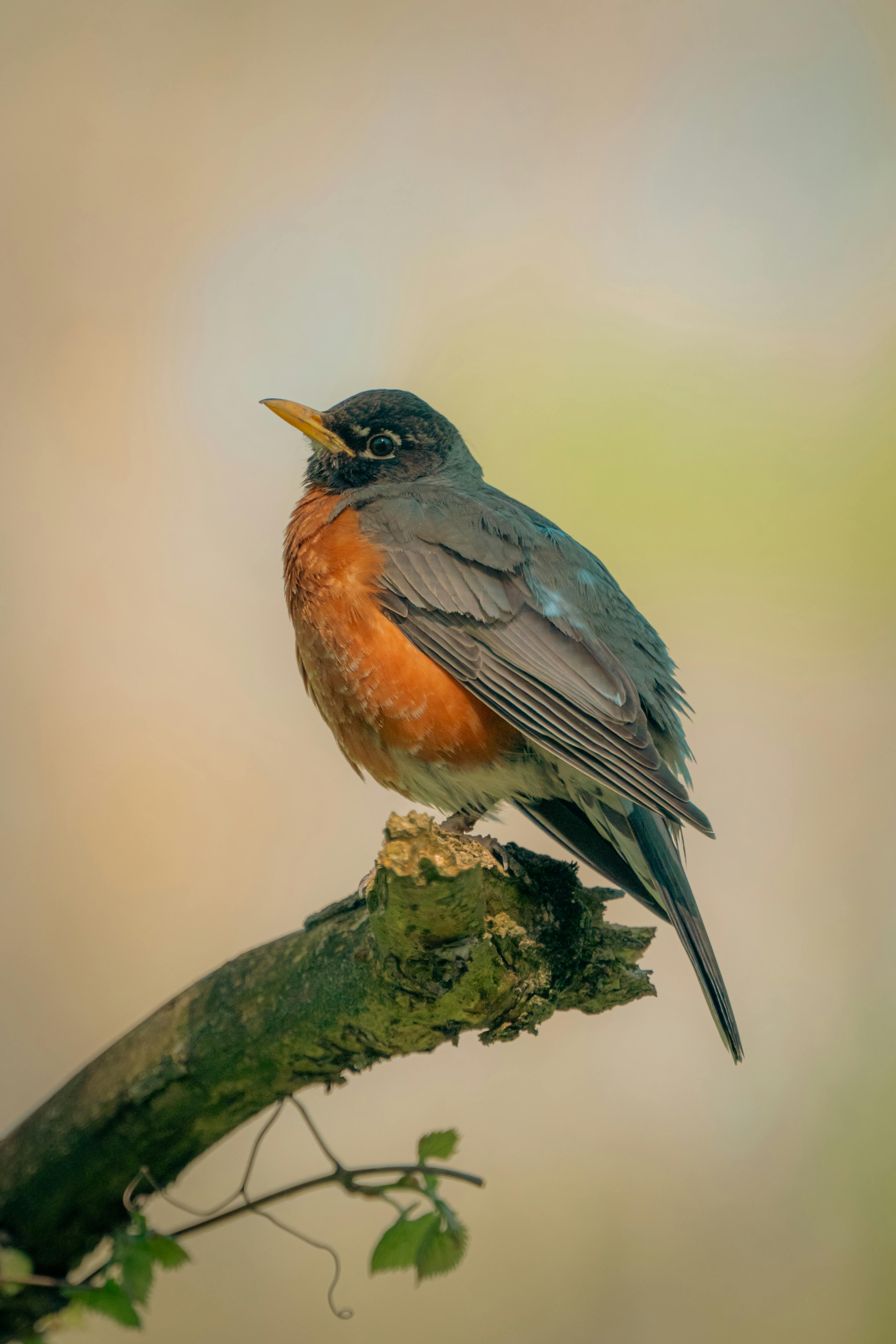 Robin Bird Photos, Download The BEST Free Robin Bird Stock Photos & HD ...