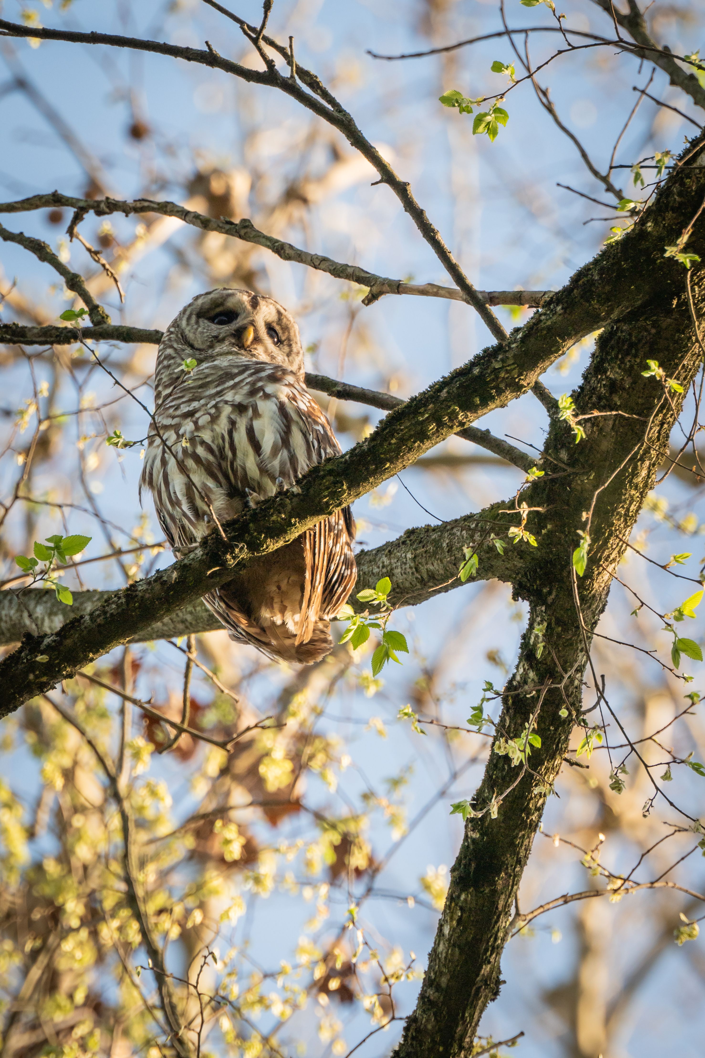 Barred Owl Perched on Tree Branch in Spring · Free Stock Photo