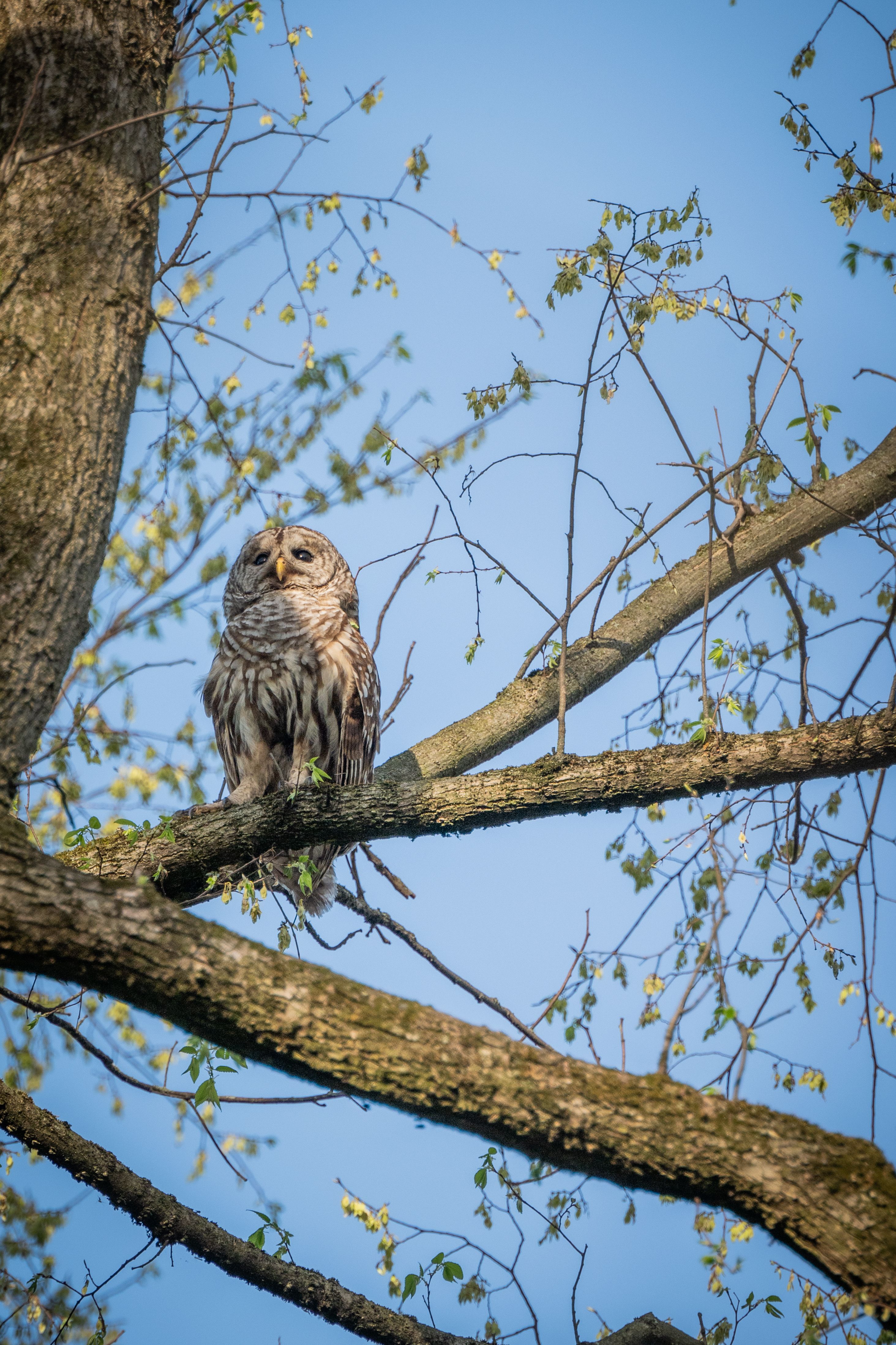 Therian Animals Photos, Download The BEST Free Therian Animals Stock ...