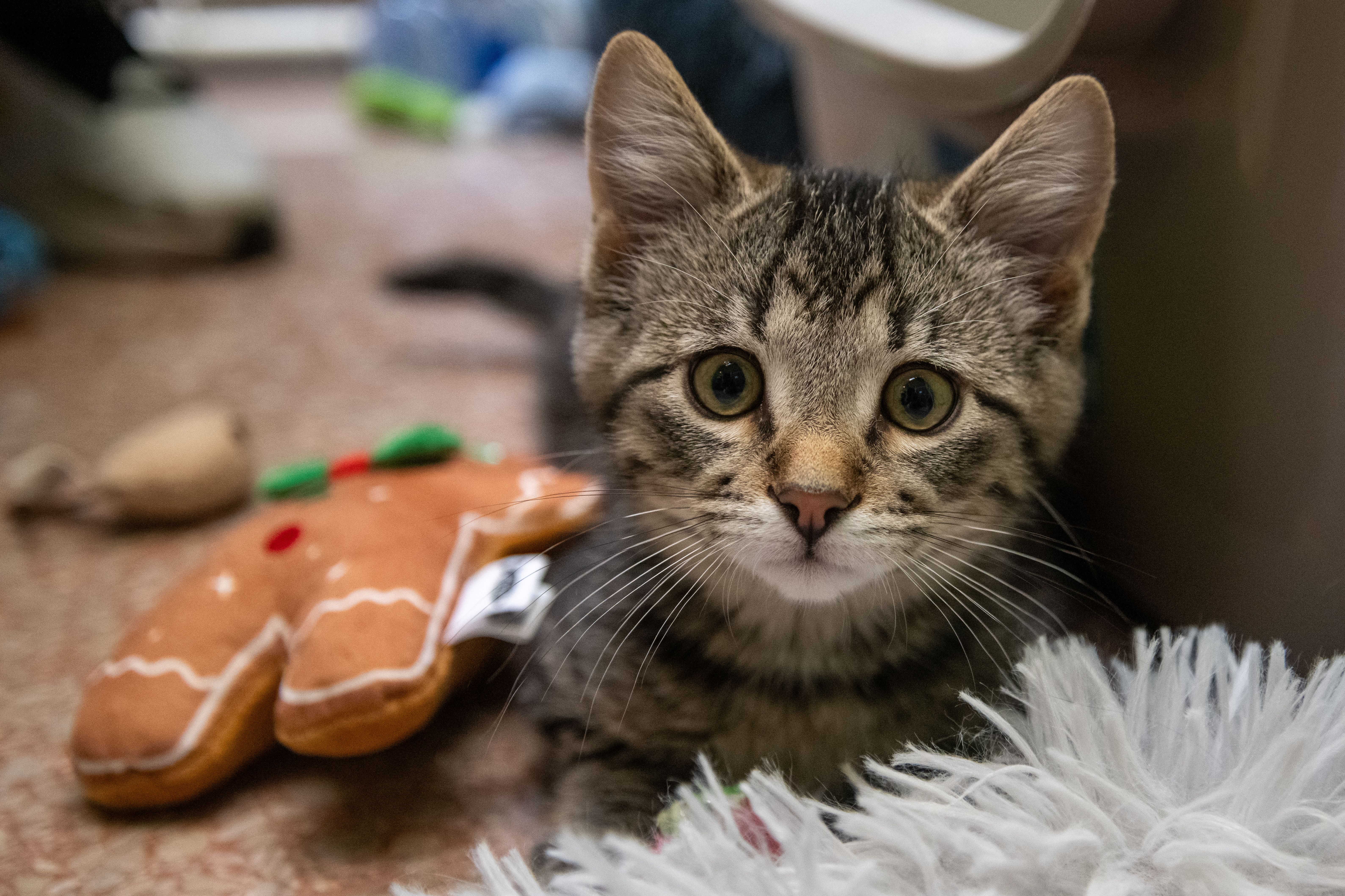 Lindo Gatito Atigrado Con Juguete En El Interior · Foto de stock gratuita