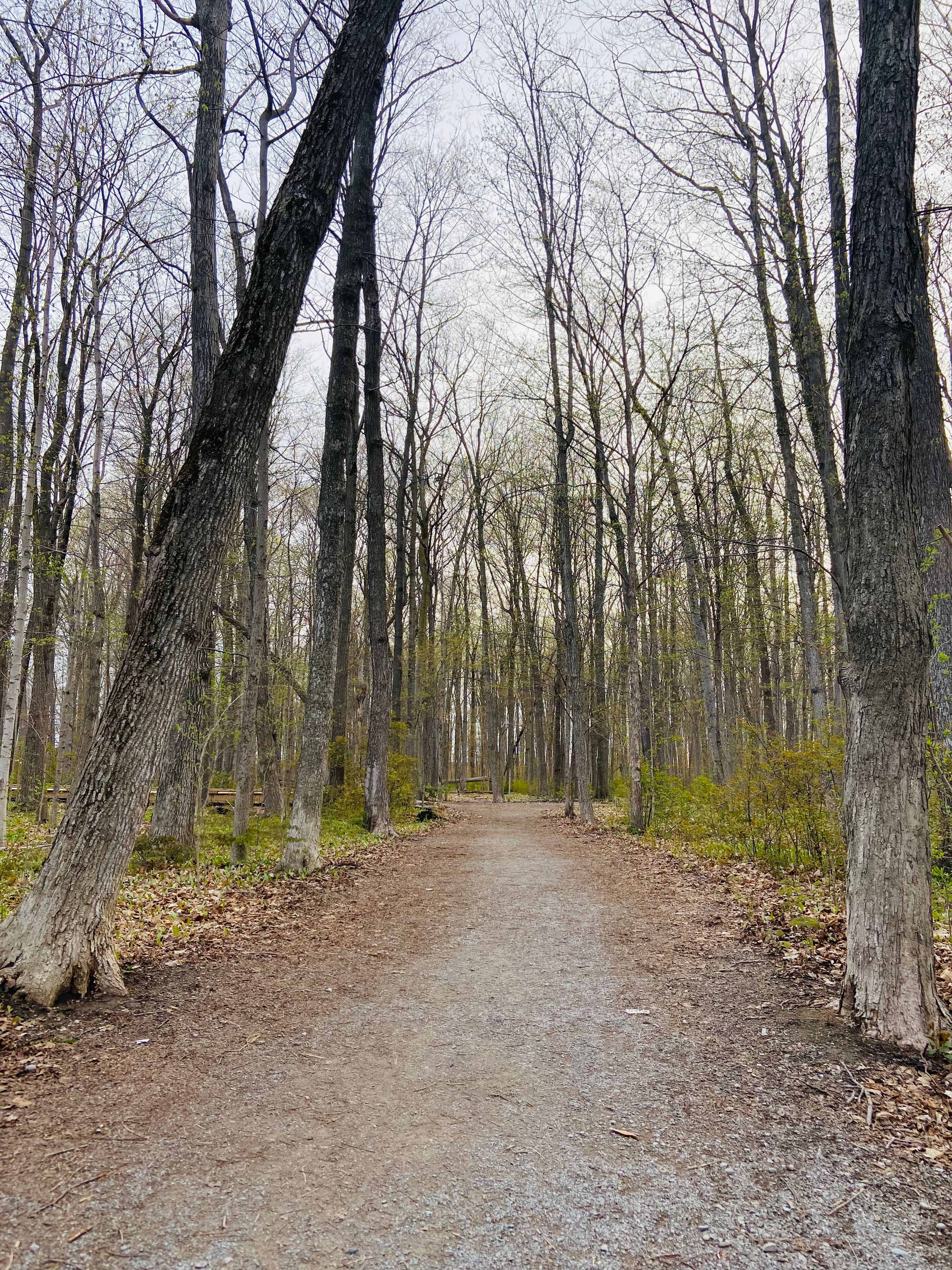Scenic Spring Forest Trail in Markham, Ontario · Free Stock Photo