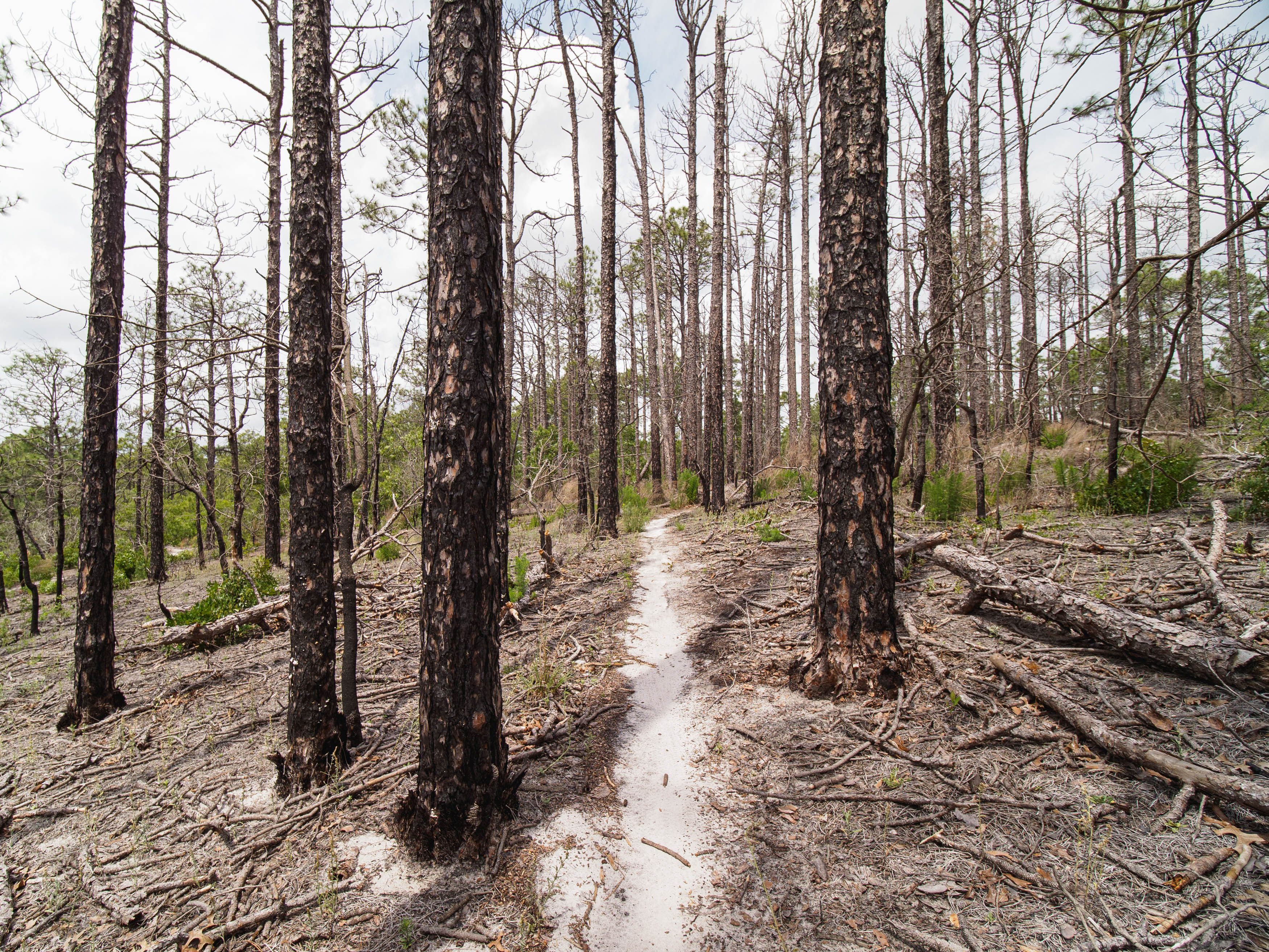 Scenic Forest Trail in Columbia, South Carolina · Free Stock Photo