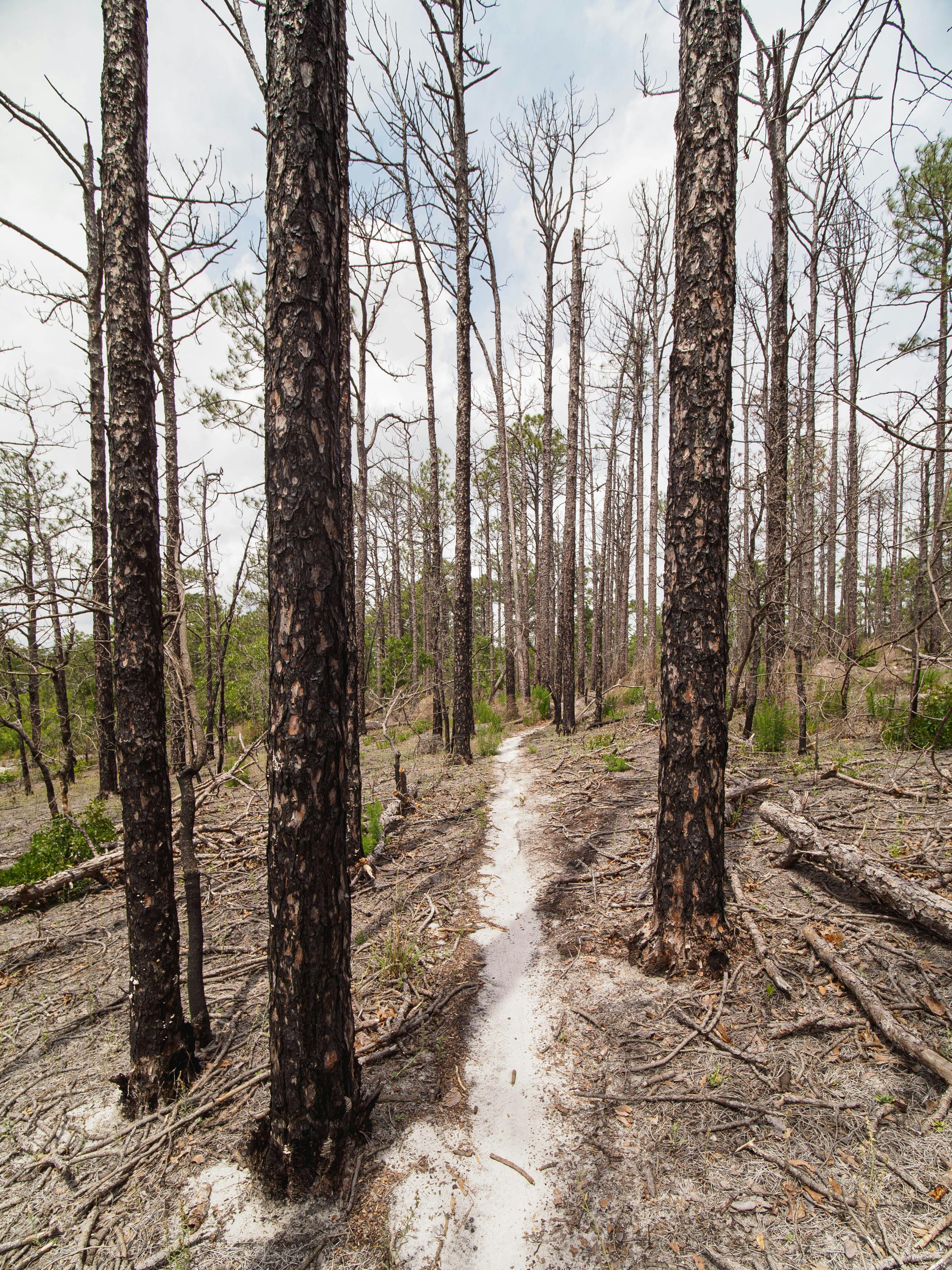 Chopped Trees in Forest · Free Stock Photo