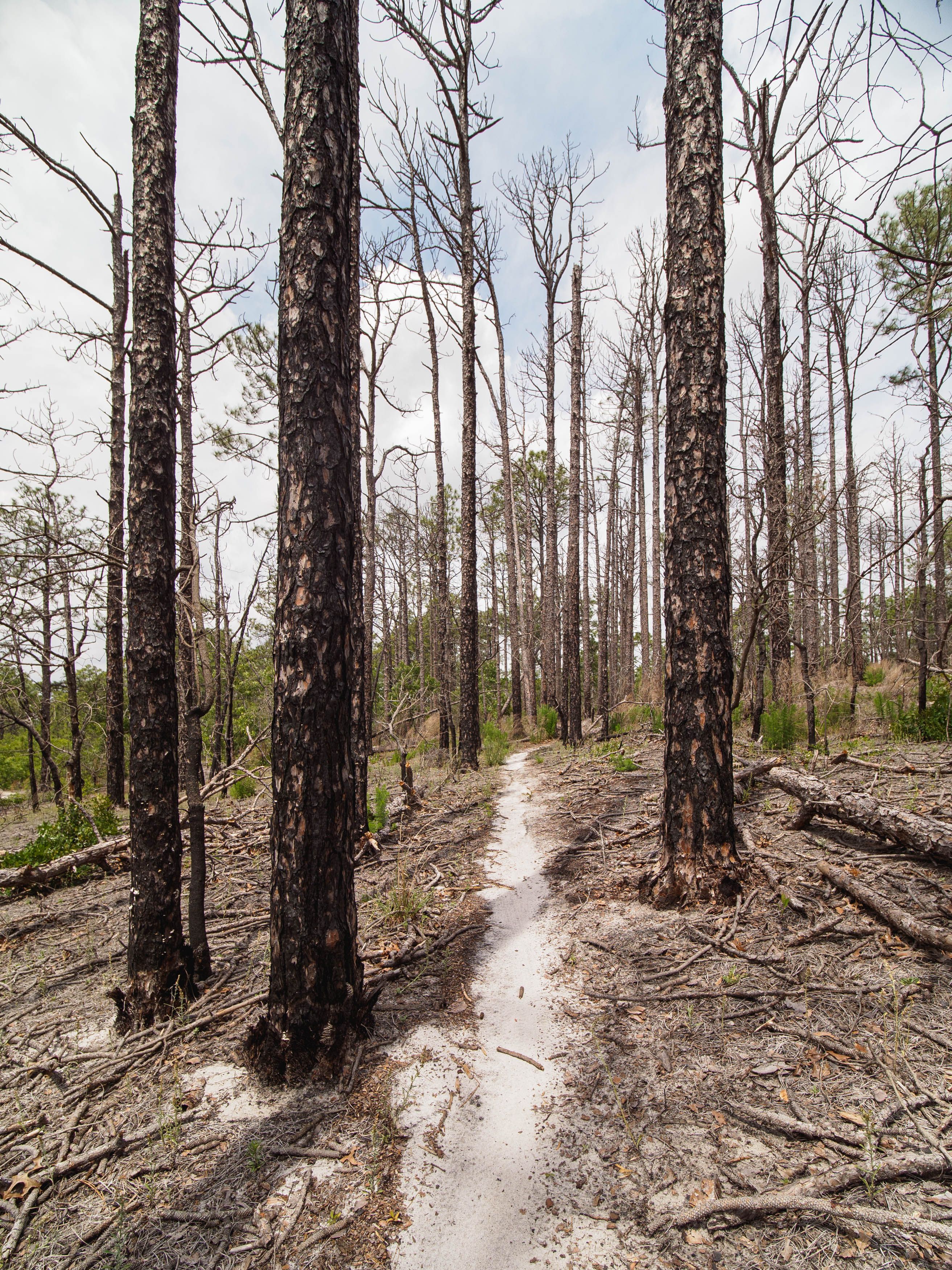 Fire-Damaged Forest Trail in South Carolina · Free Stock Photo