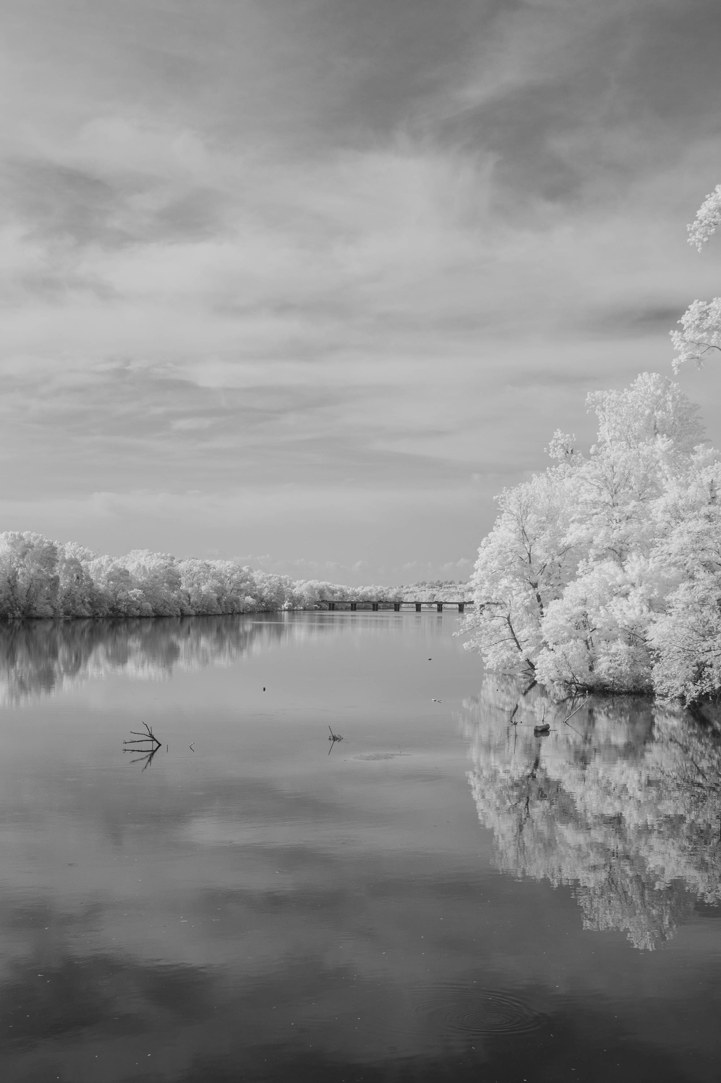 Infrared Monochrome River Scene in Columbia, SC · Free Stock Photo