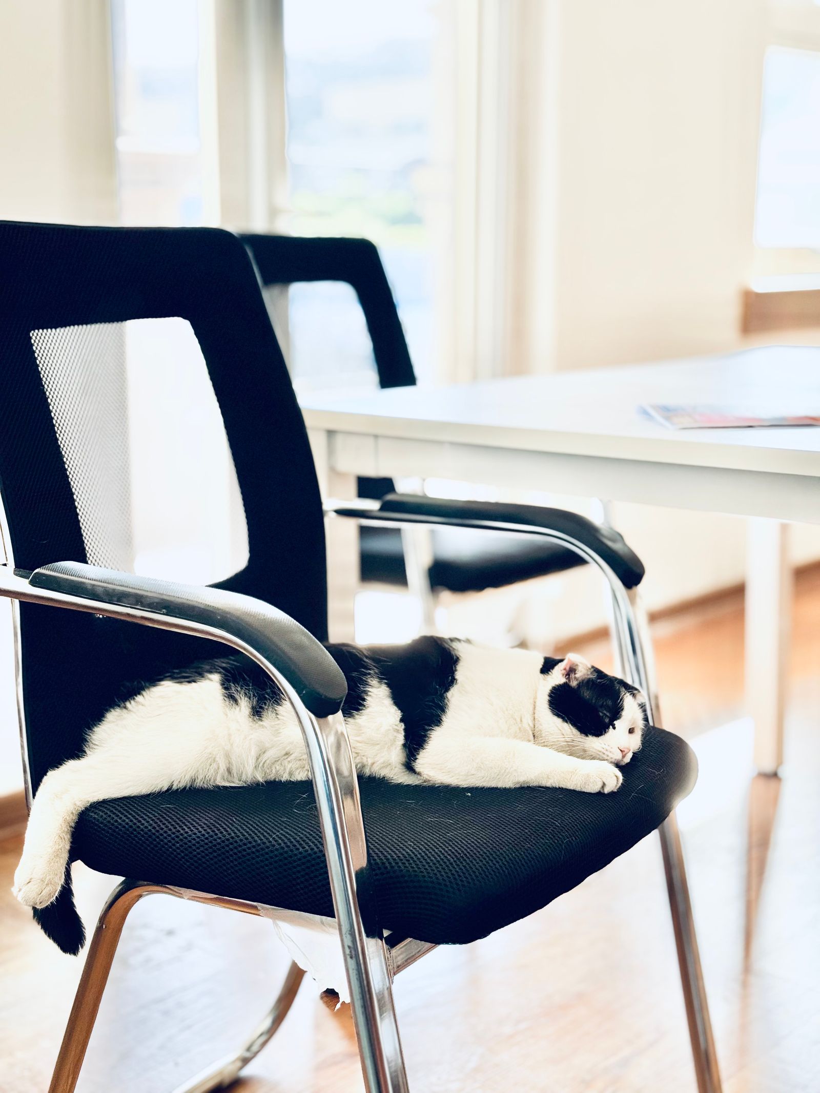 Goofy Ahh Cat Photos, Download The BEST Free Goofy Ahh Cat Stock Photos ...