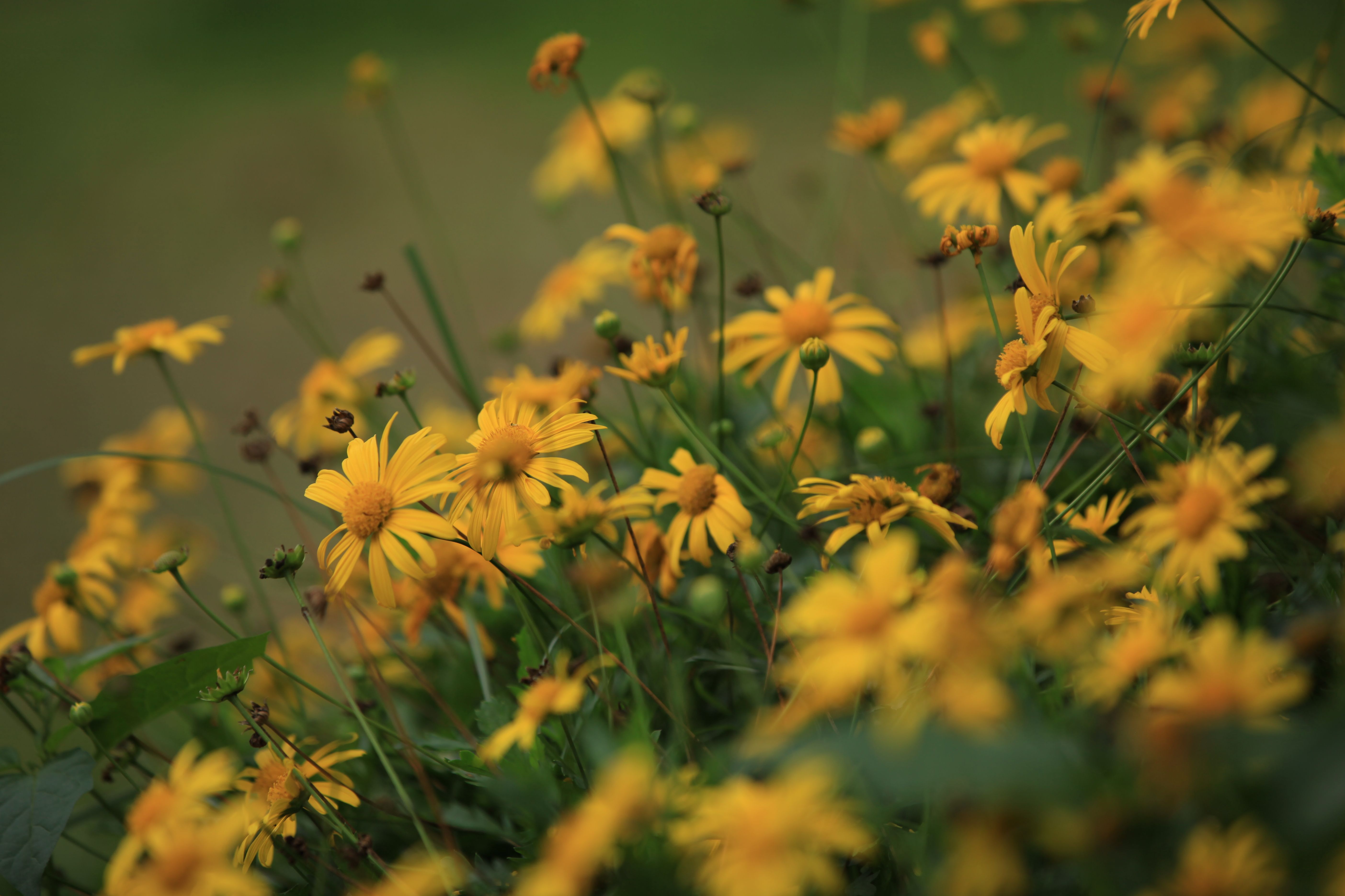 Vibrant Yellow Daisies in Bloom Outdoors · Free Stock Photo