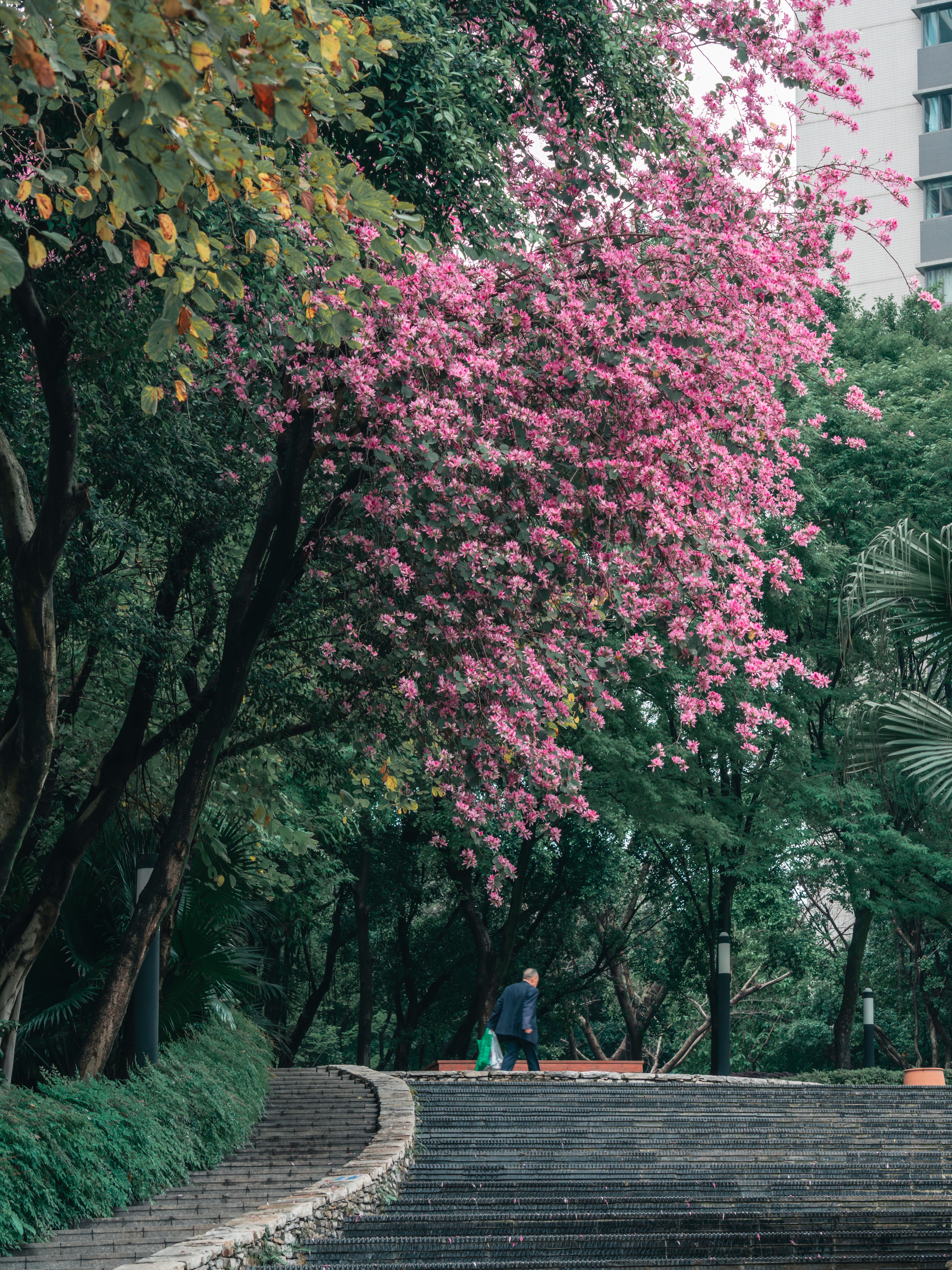 Parque Urbano Tranquilo Con árboles Florecientes · Foto de stock gratuita