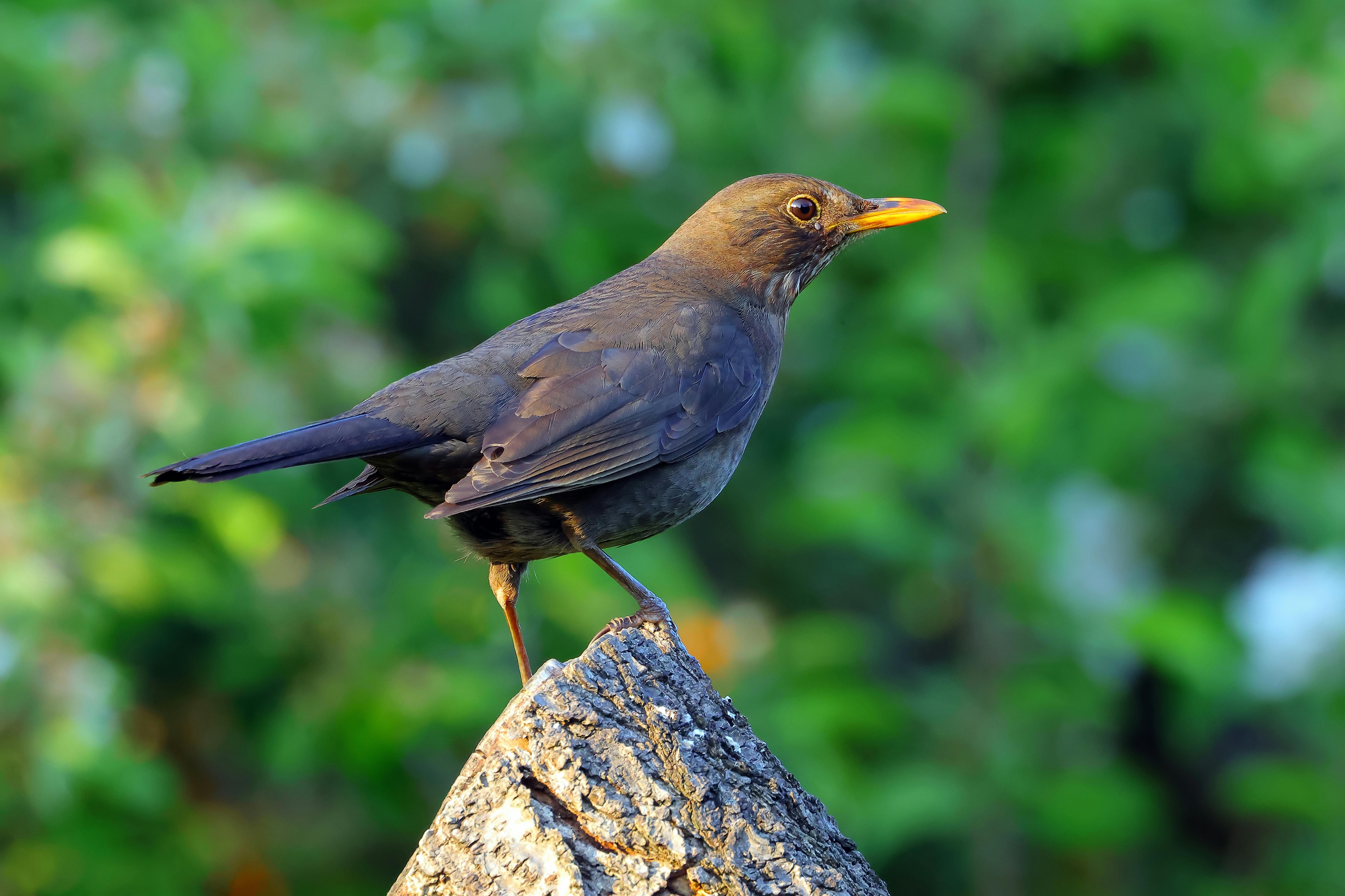 Tiny,+Skinny,+Small+Breasts Photos, Download The BEST Free Tiny,+Skinny,+Small+Breasts Stock ...