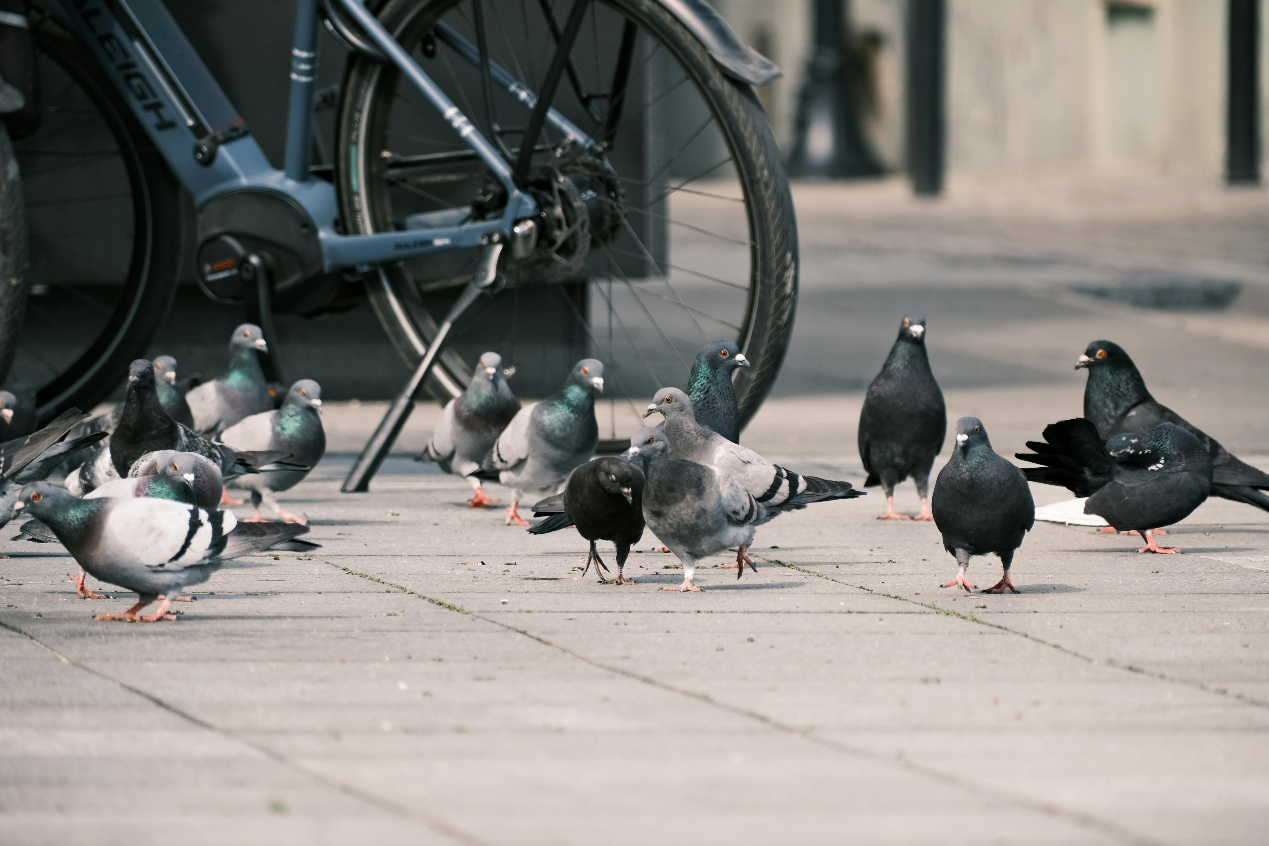 Pigeon · Free Stock Photo