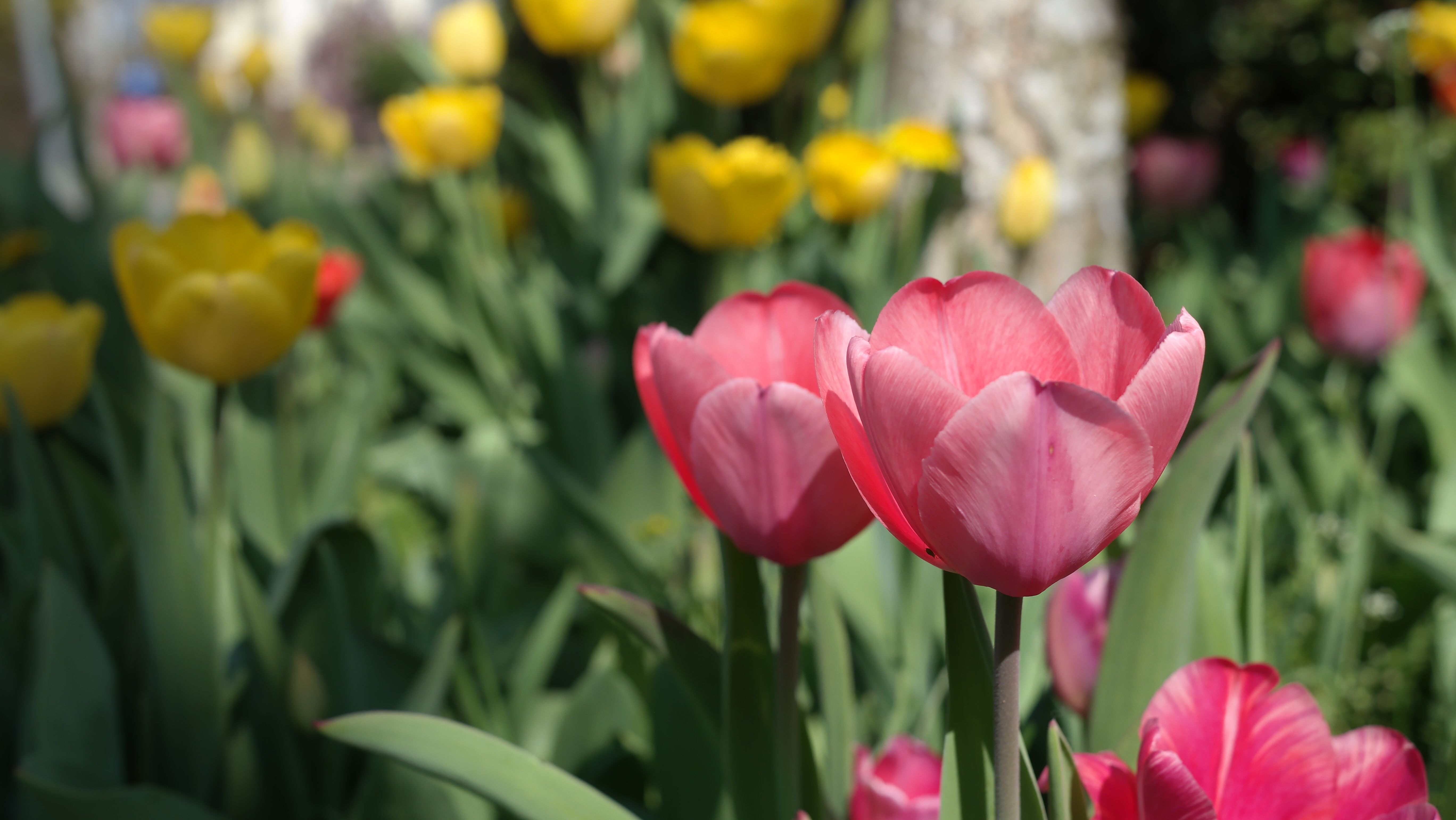 Colorful Spring Tulips Blooming Outdoors · Free Stock Photo