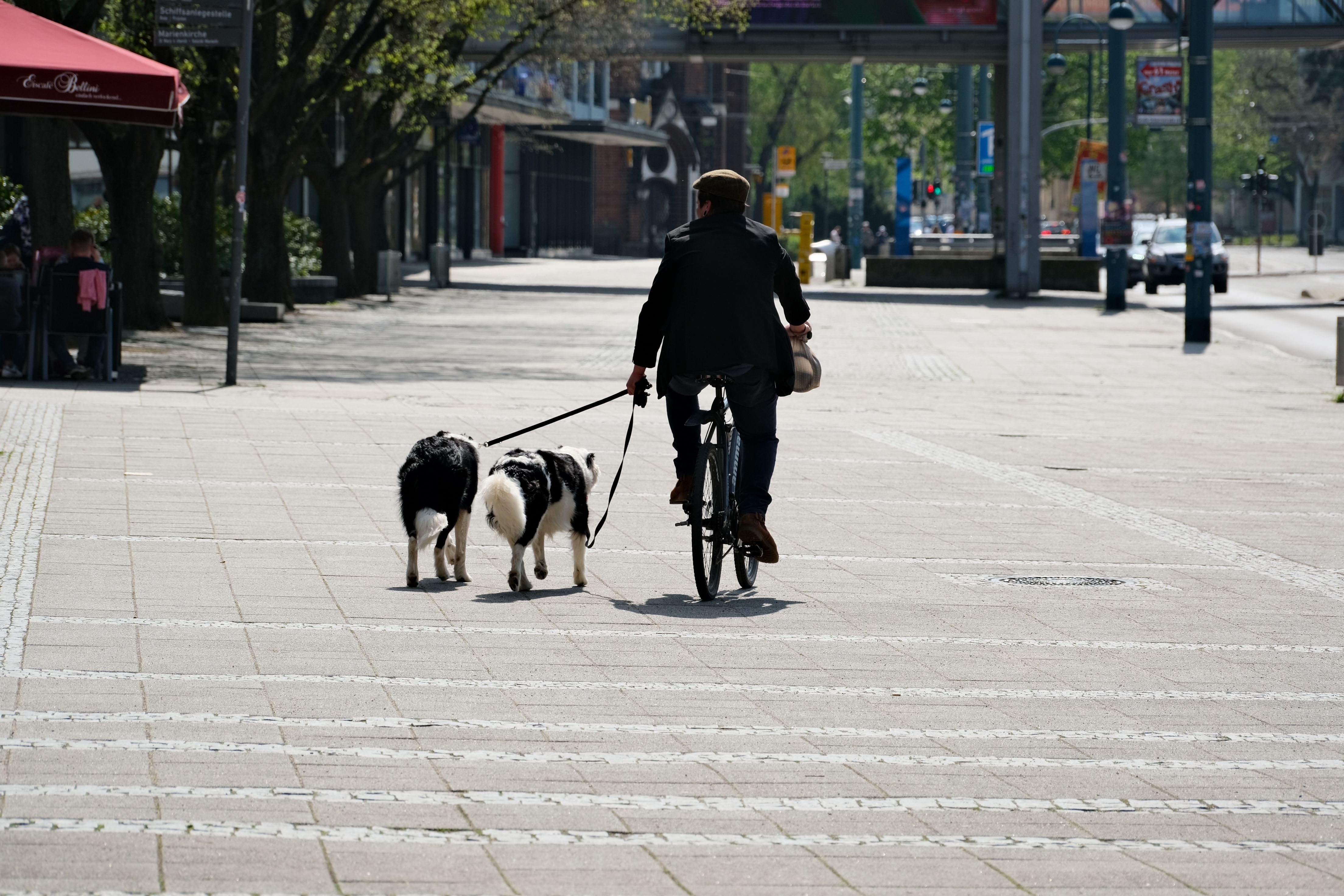 Dogs On The Street Photos, Download The BEST Free Dogs On The Street ...