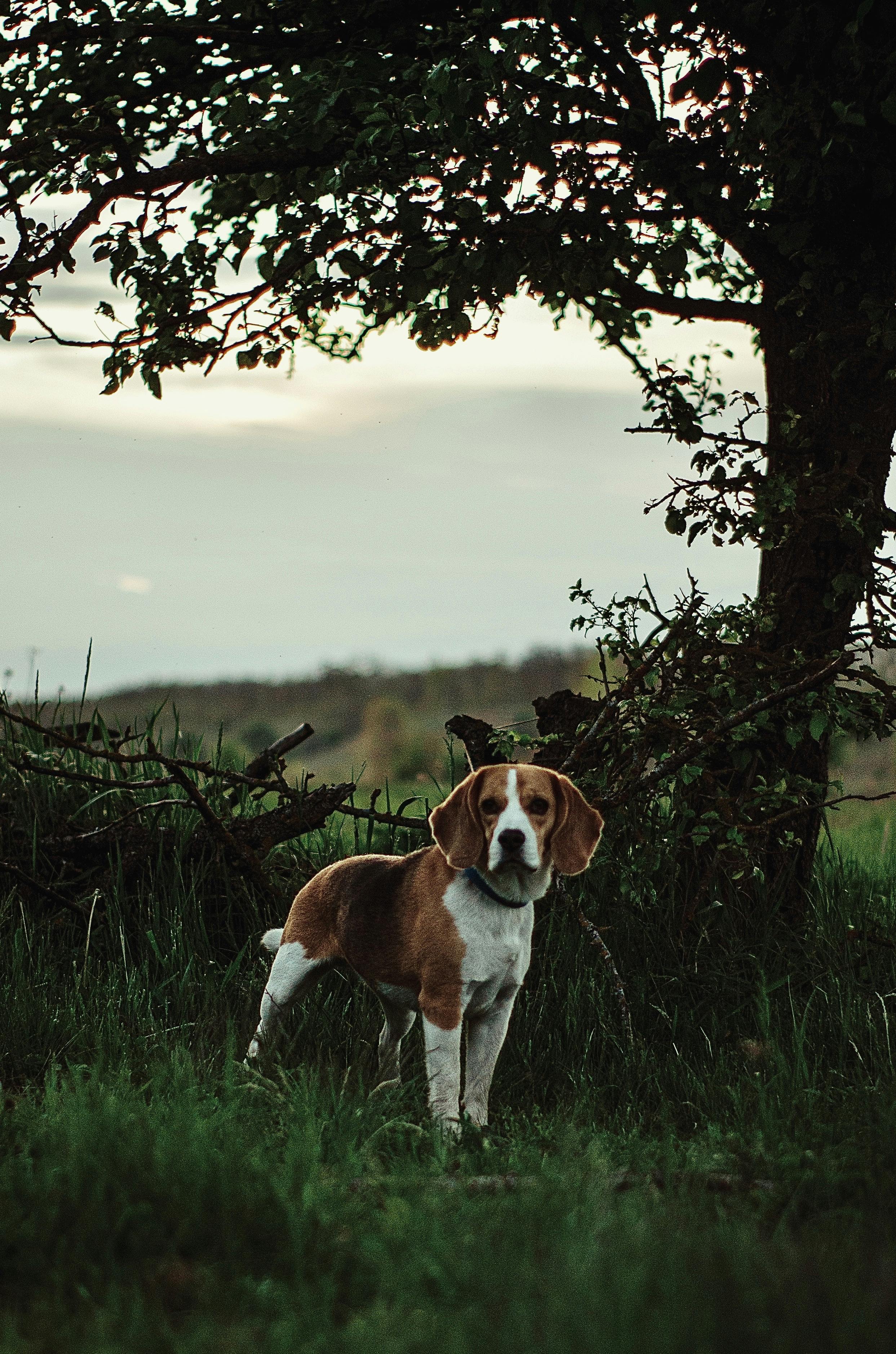 Dog Pfp Photos, Download The BEST Free Dog Pfp Stock Photos & HD Images