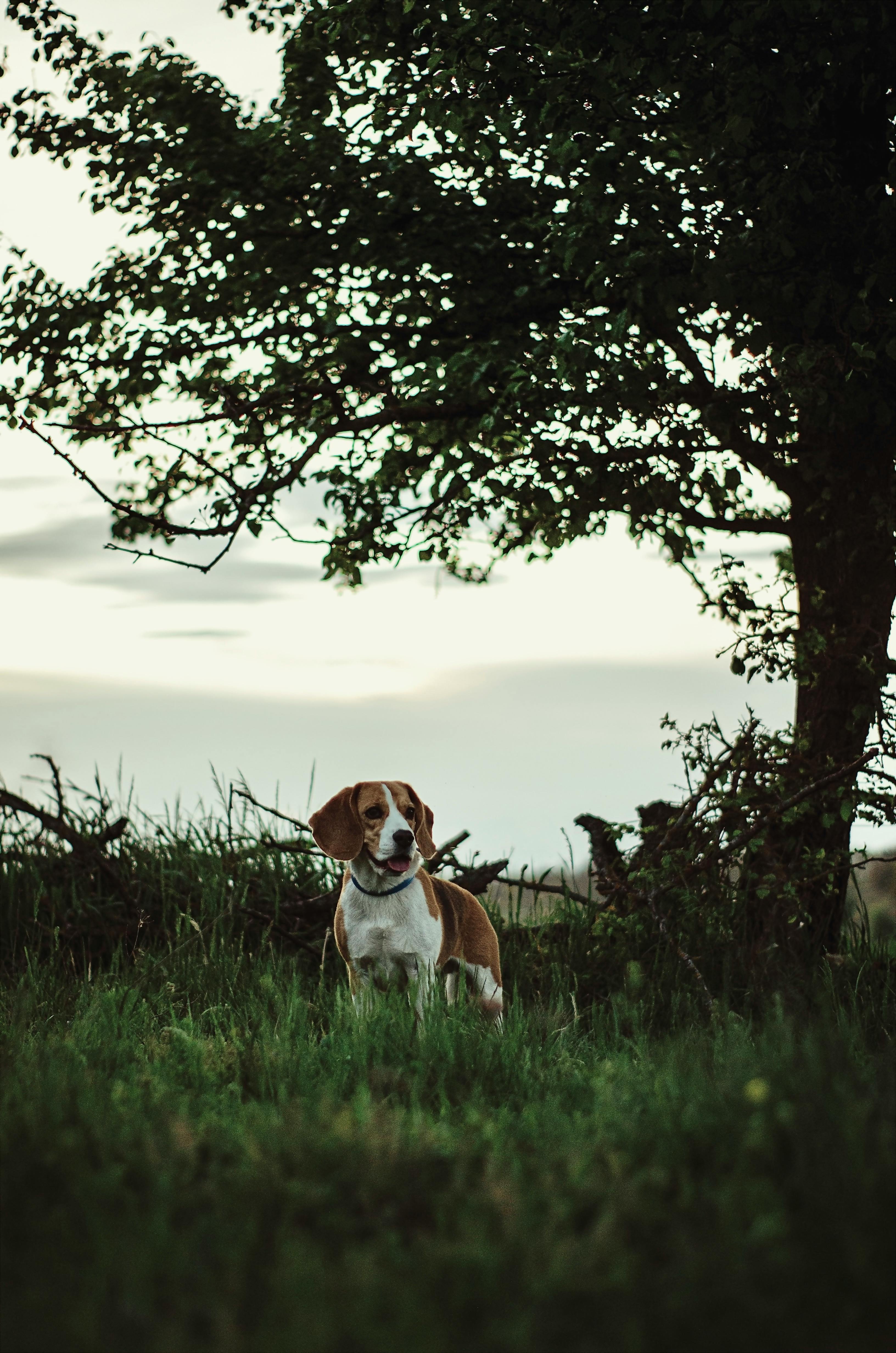 Dog Pfp Photos, Download The BEST Free Dog Pfp Stock Photos & HD Images