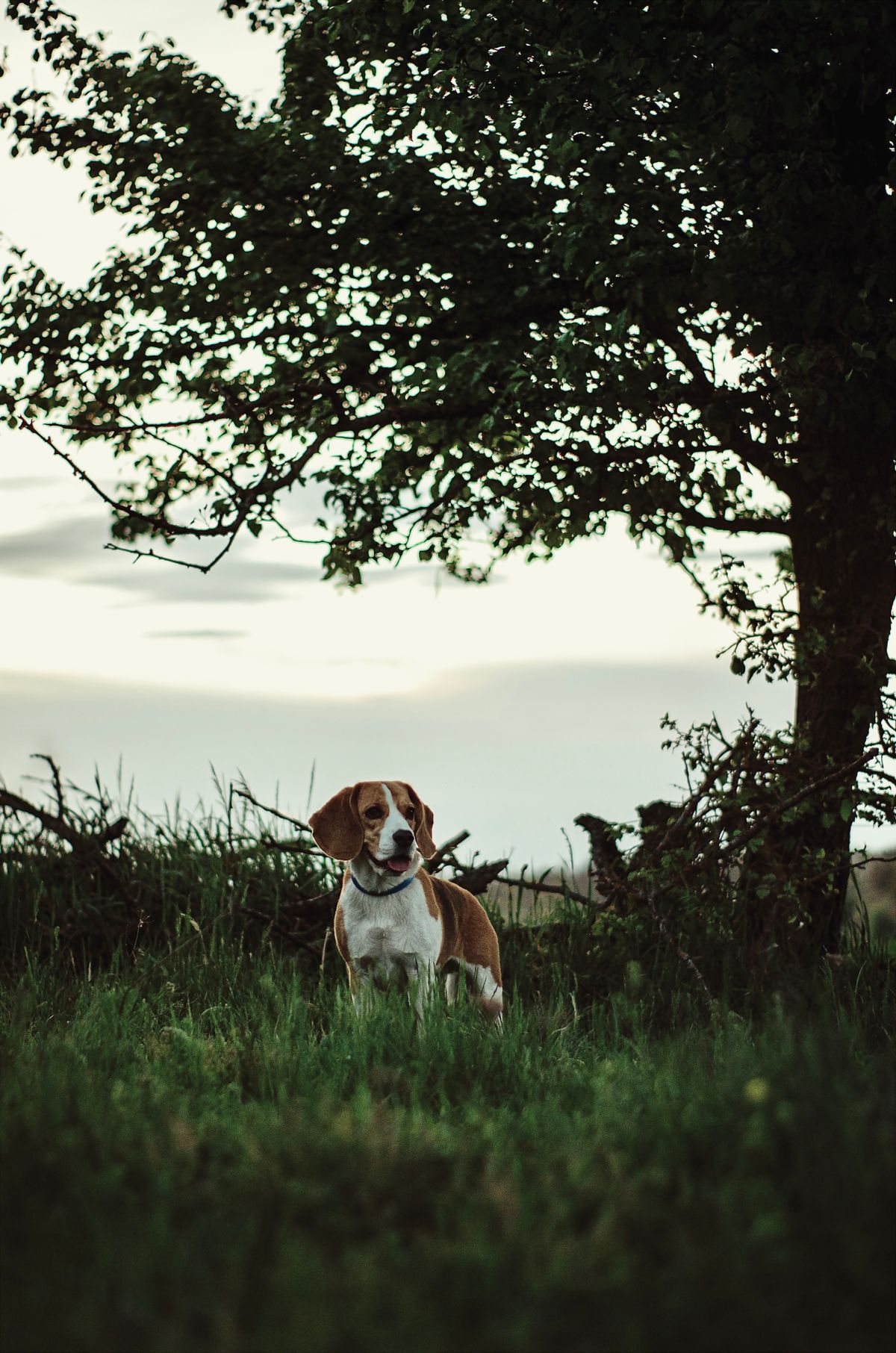 Beagle Photos, Download The BEST Free Beagle Stock Photos & HD Images