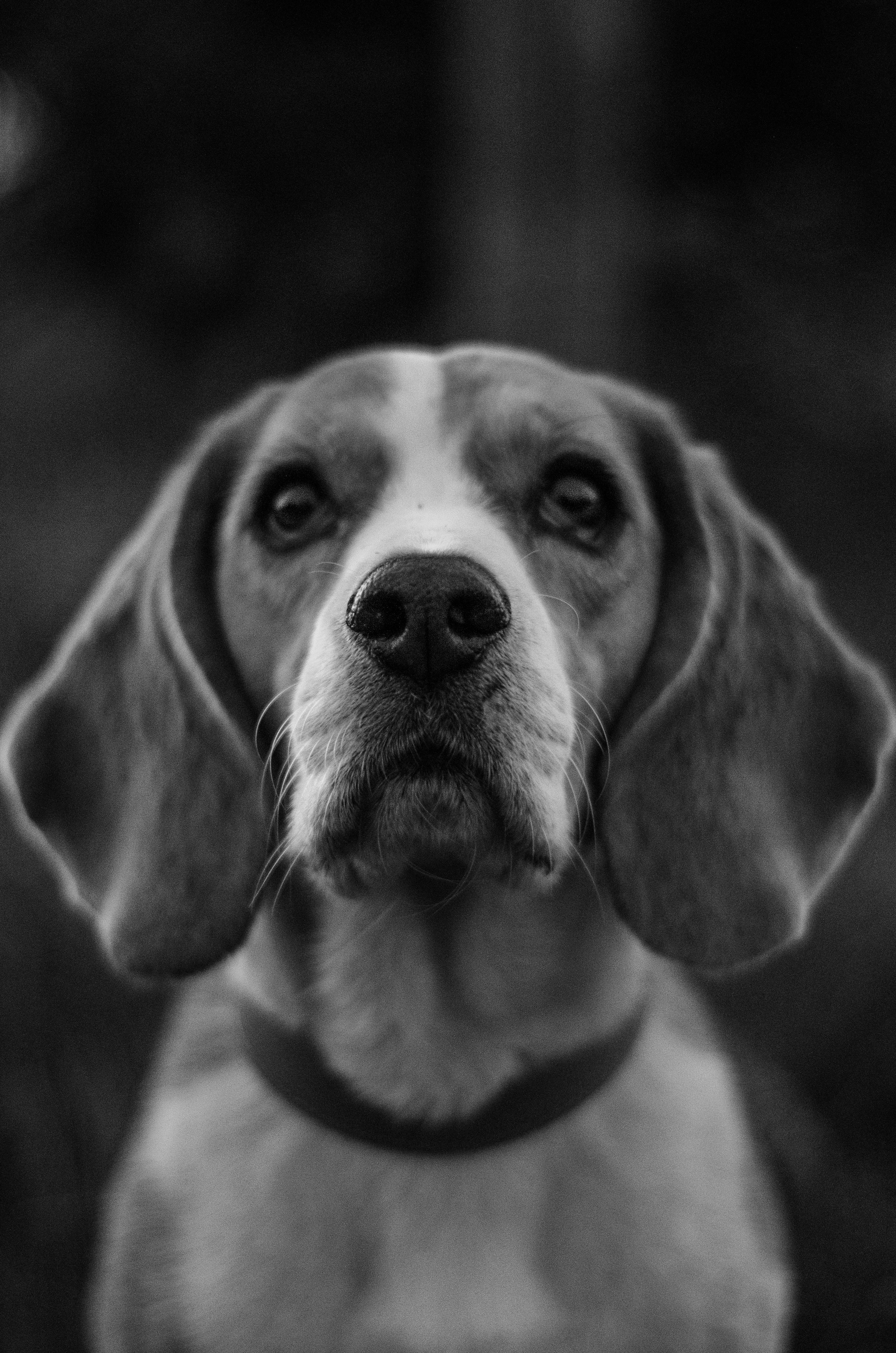 Still Life Chess Photos, Download The BEST Free Still Life Chess Stock ...