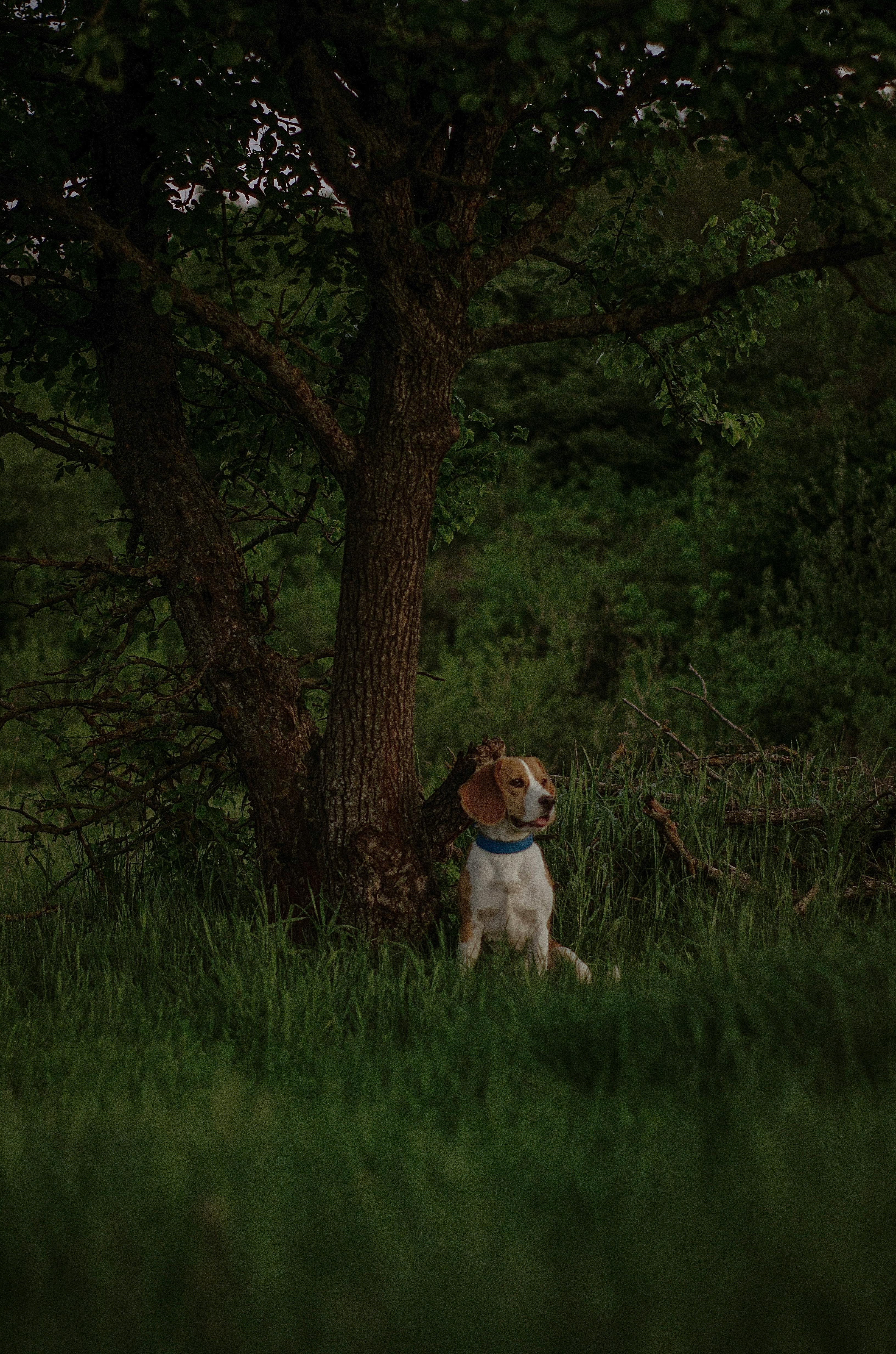 Dog In Tree Photos, Download The BEST Free Dog In Tree Stock Photos ...
