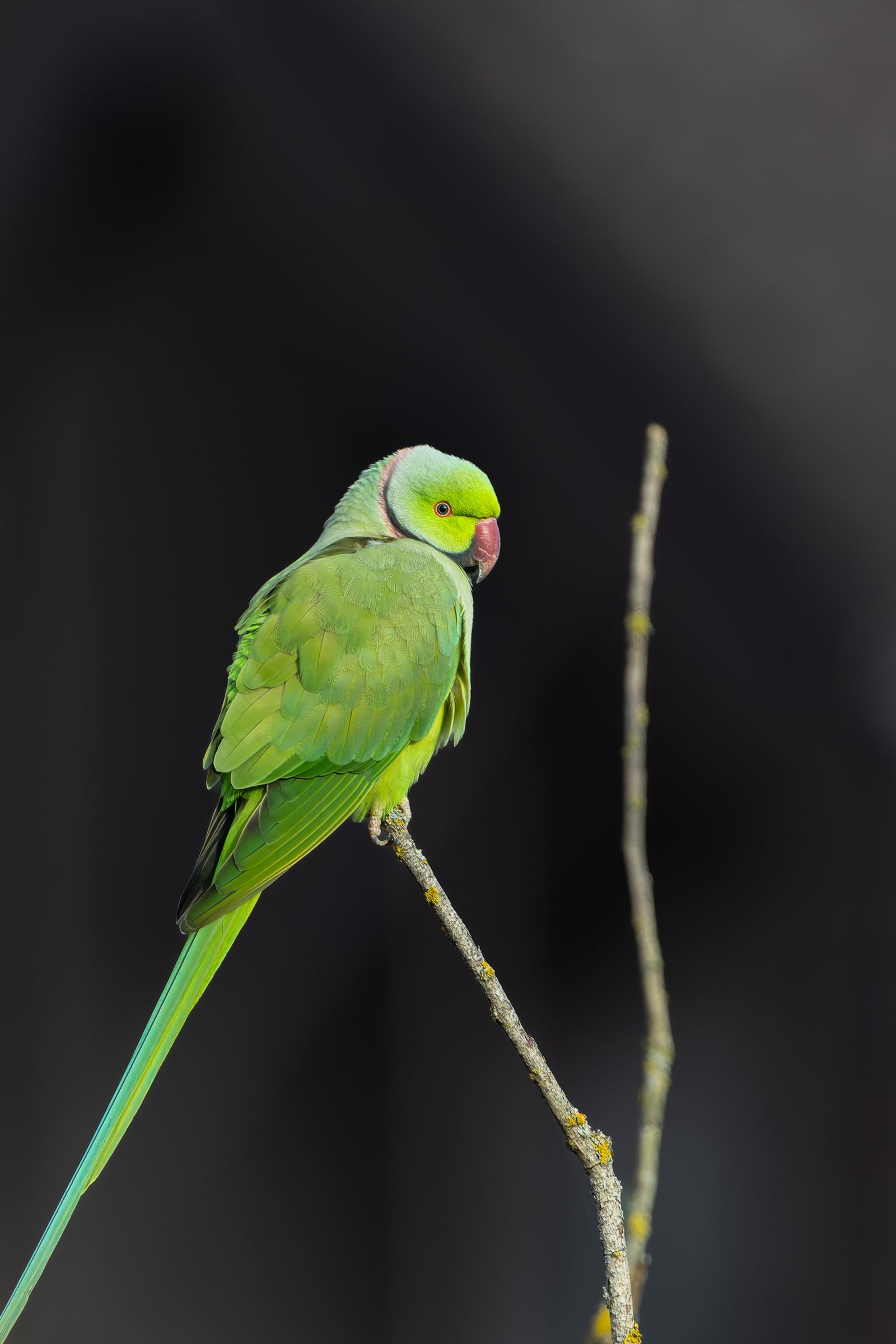 Parakeet Photos, Download The BEST Free Parakeet Stock Photos & HD Images