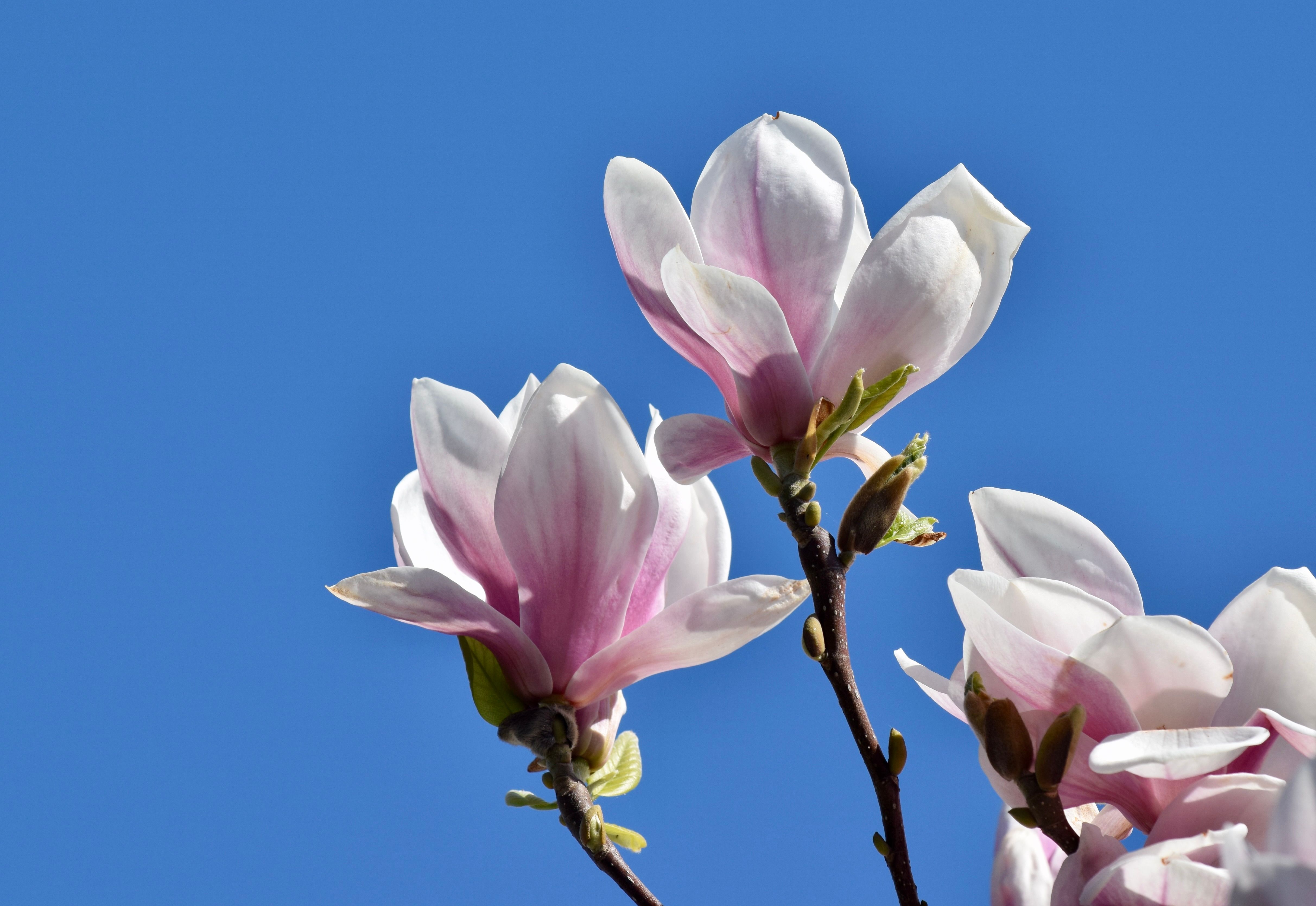 Magnolia Blossoms Against Clear Blue Sky · Free Stock Photo