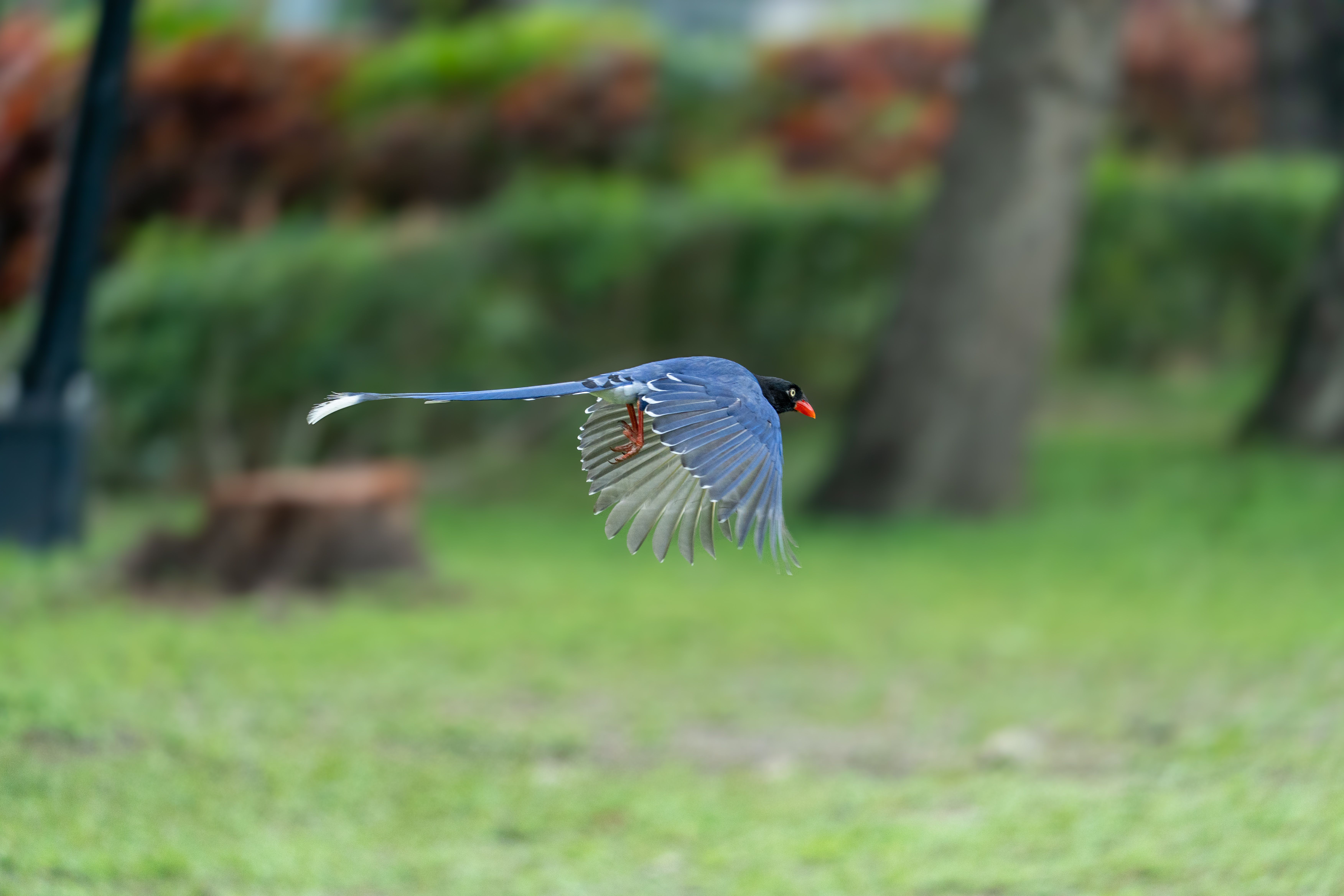 Blue Magpie in Flight Over Green Grass · Free Stock Photo