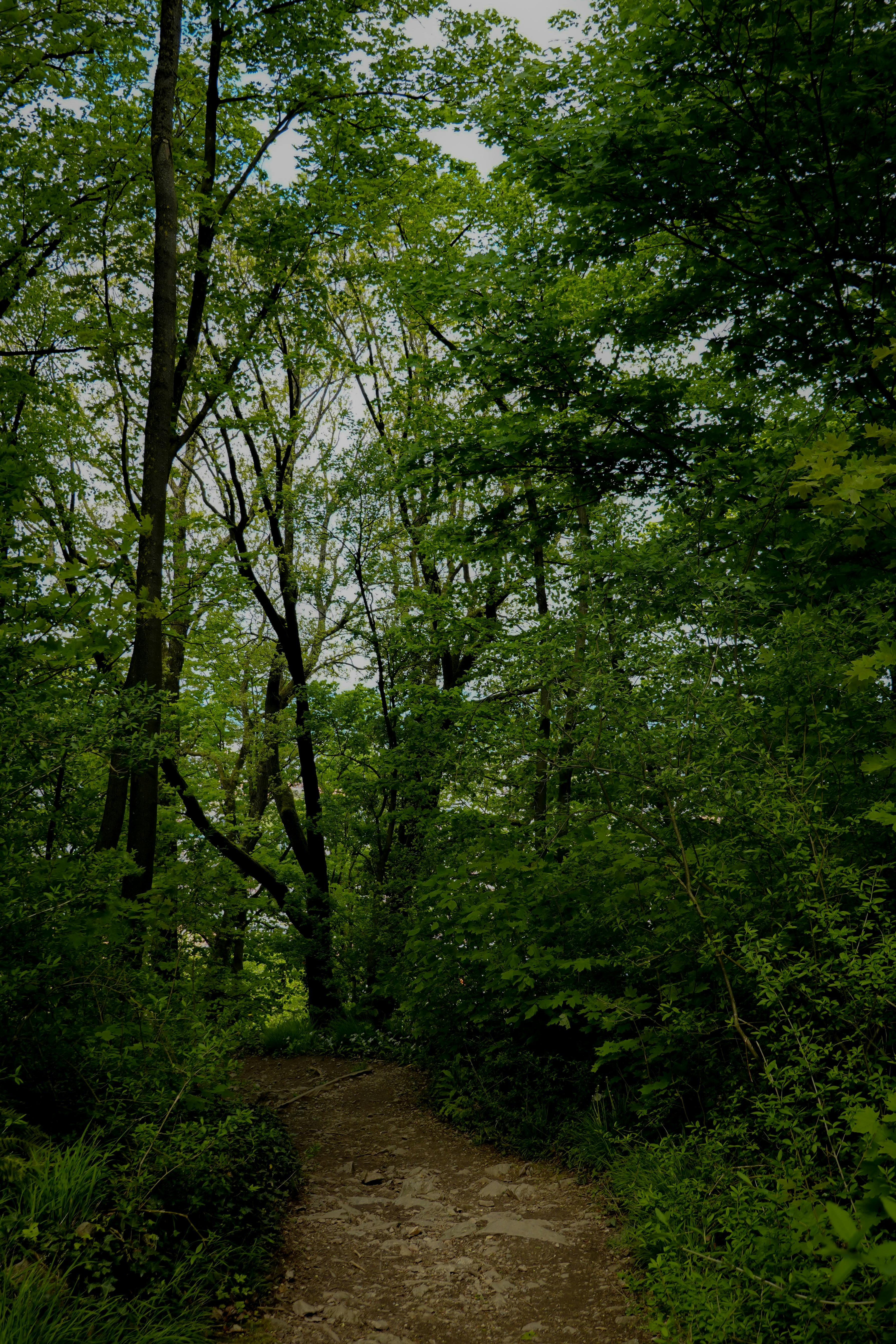 Shaded Greenery Photos, Download The BEST Free Shaded Greenery Stock ...