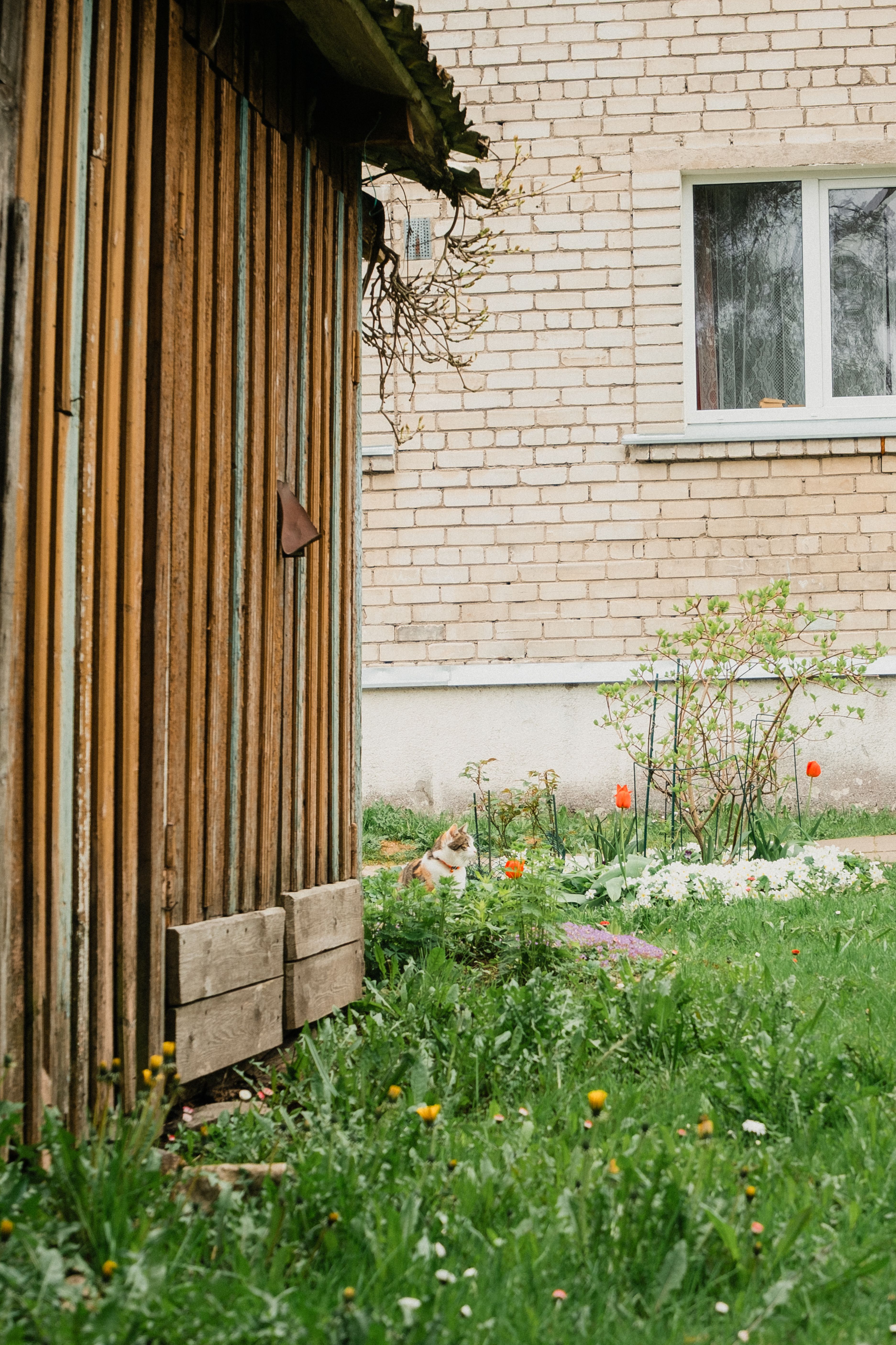 Charming Backyard with Flowering Garden and Shed · Free Stock Photo