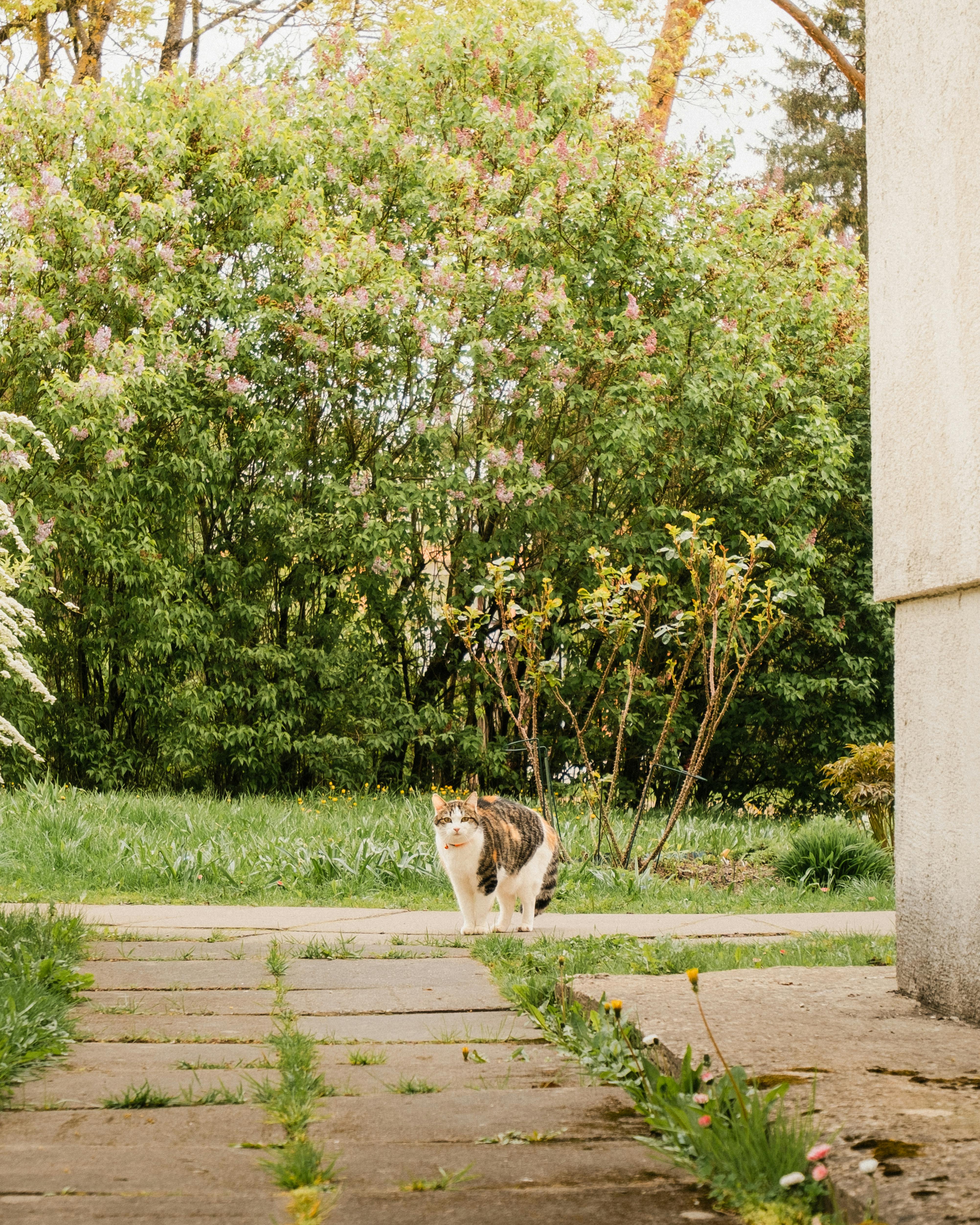 Goofy Ahh Cat Photos, Download The BEST Free Goofy Ahh Cat Stock Photos ...