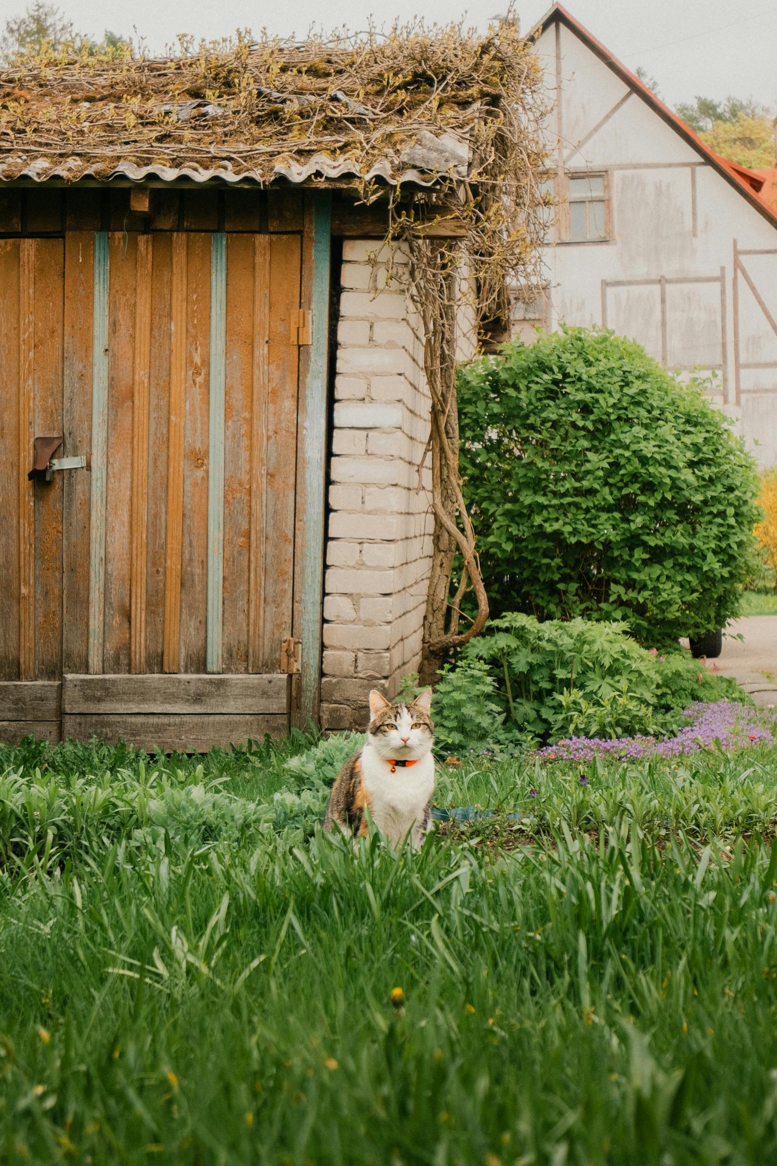 Goofy Ahh Cat Photos, Download The BEST Free Goofy Ahh Cat Stock Photos ...