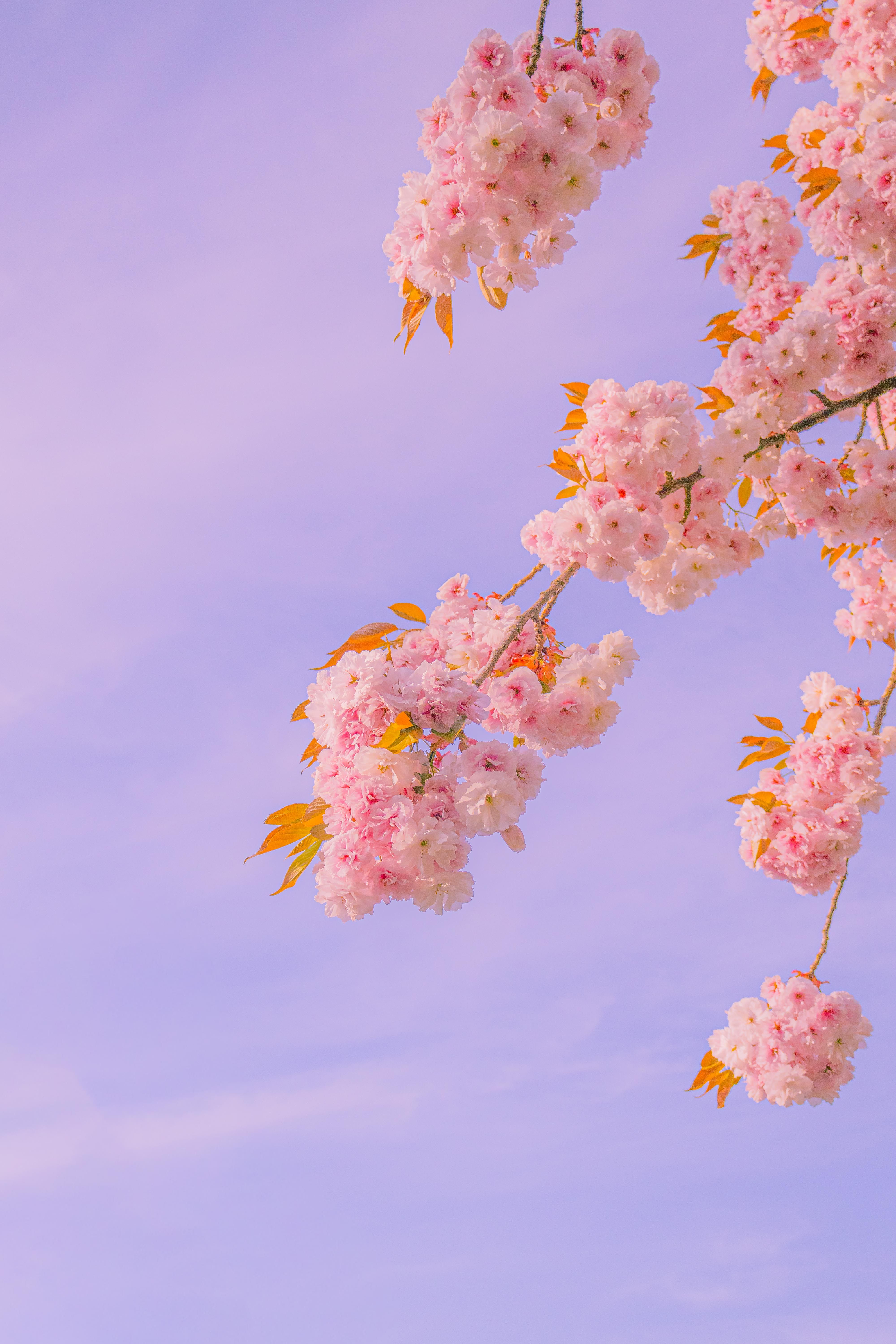 Fondos De Pantalla Y Salvapantallas De Primavera Primavera, Descarga