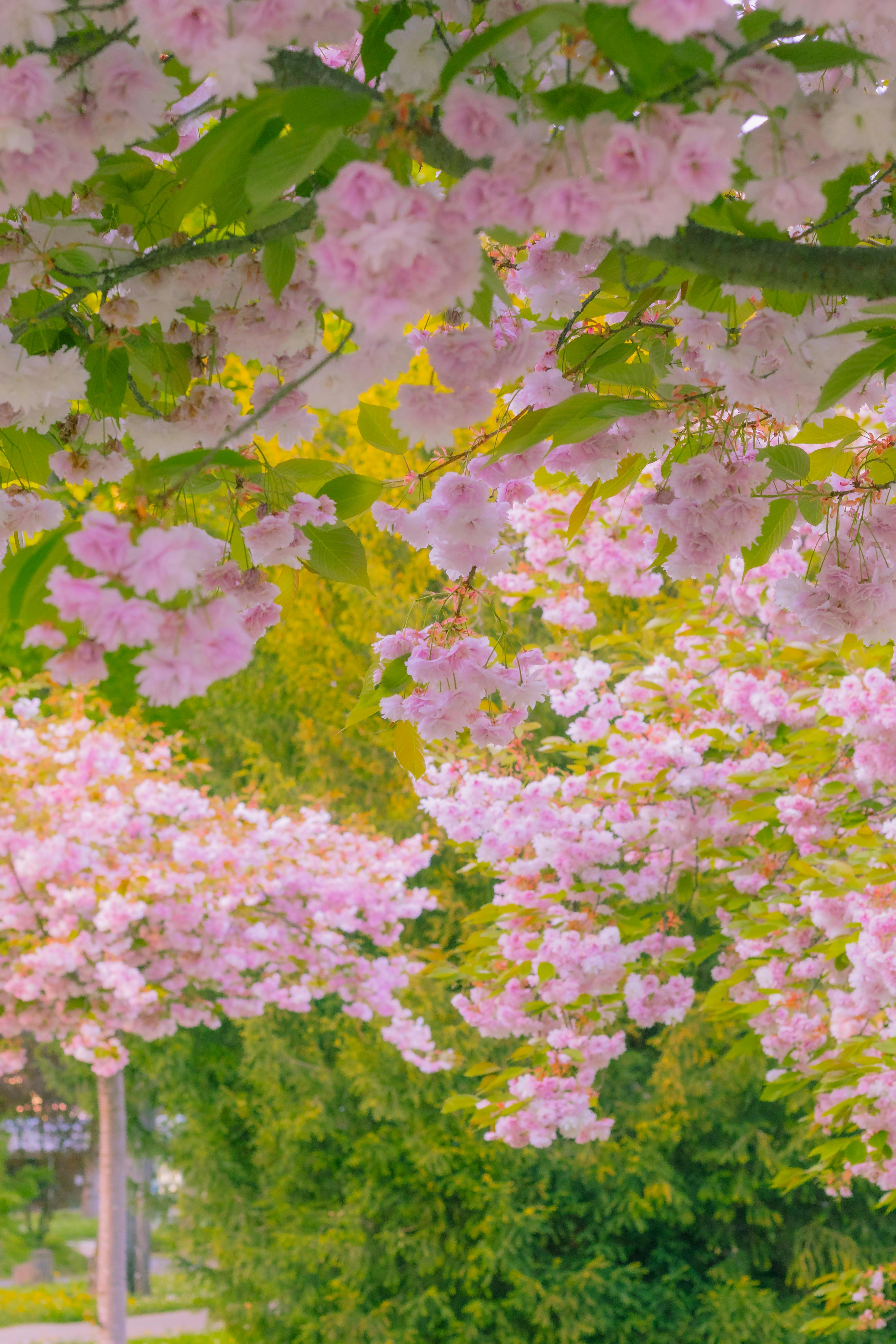 Cholo Wallpaper Photos, Download The BEST Free Cholo Wallpaper Stock ...