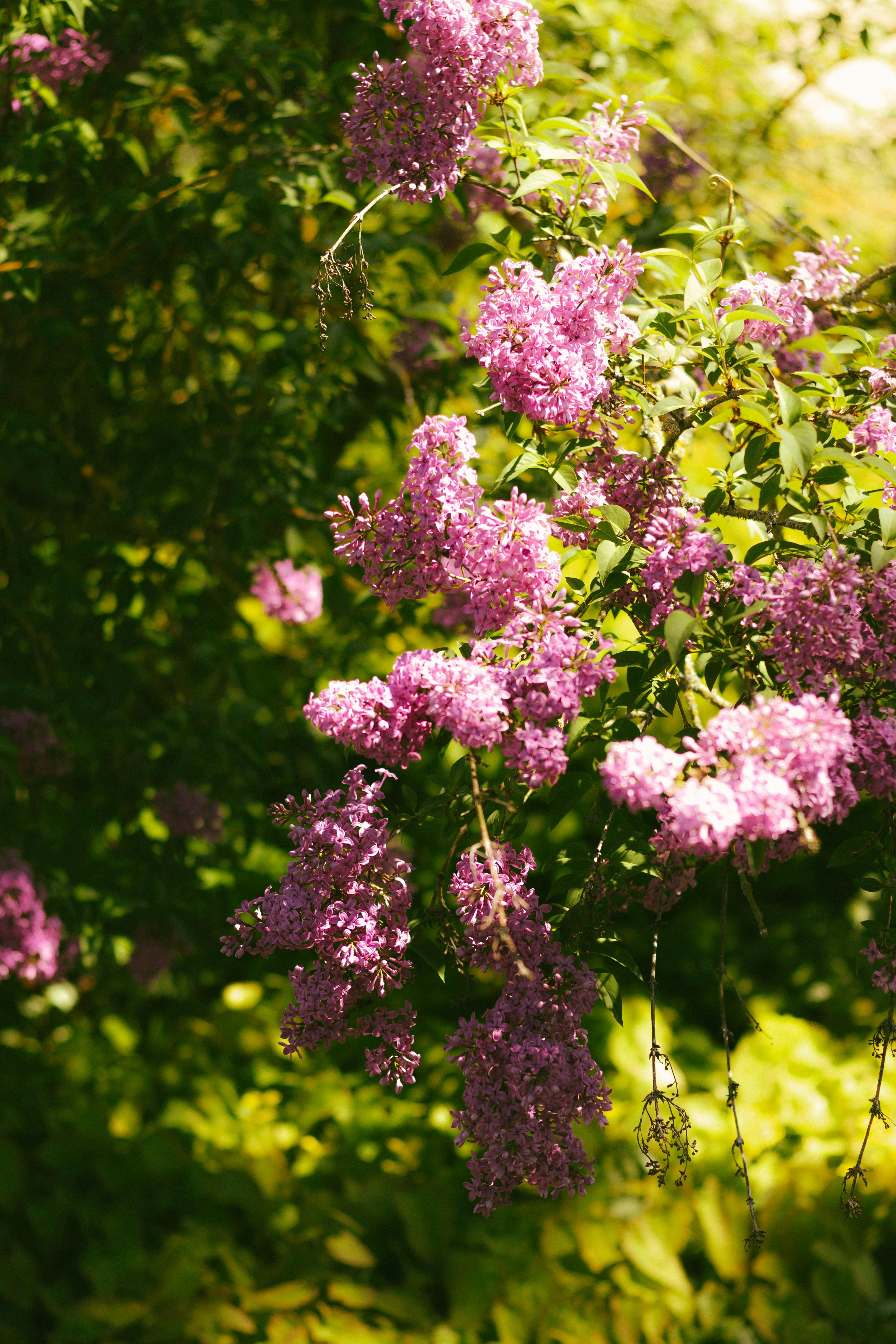 Bokeh Ngentot Bocil Photos, Download The BEST Free Bokeh Ngentot Bocil Stock Photos & HD Images